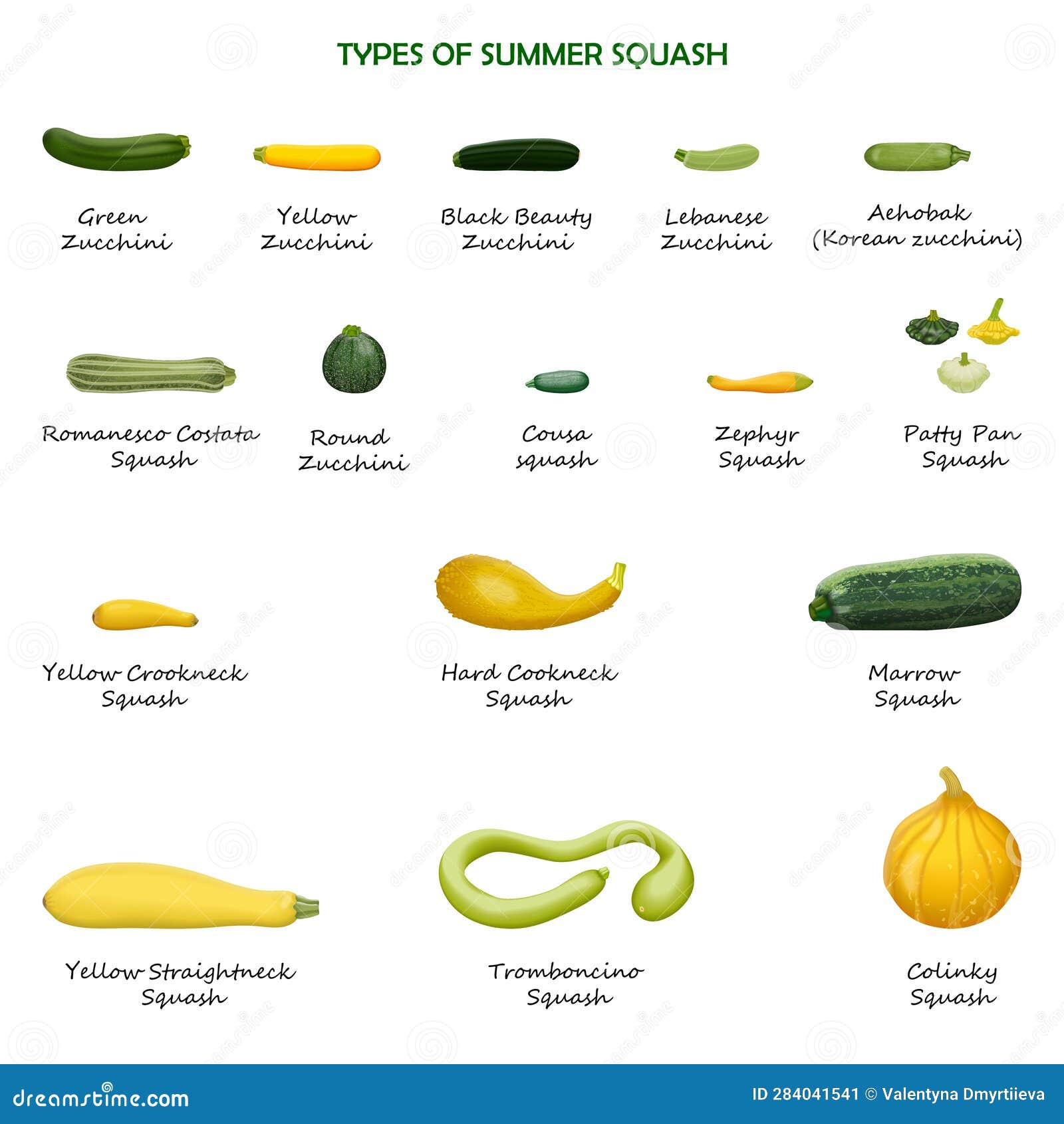 Types of summer squash. stock vector. Illustration of green - 284041541