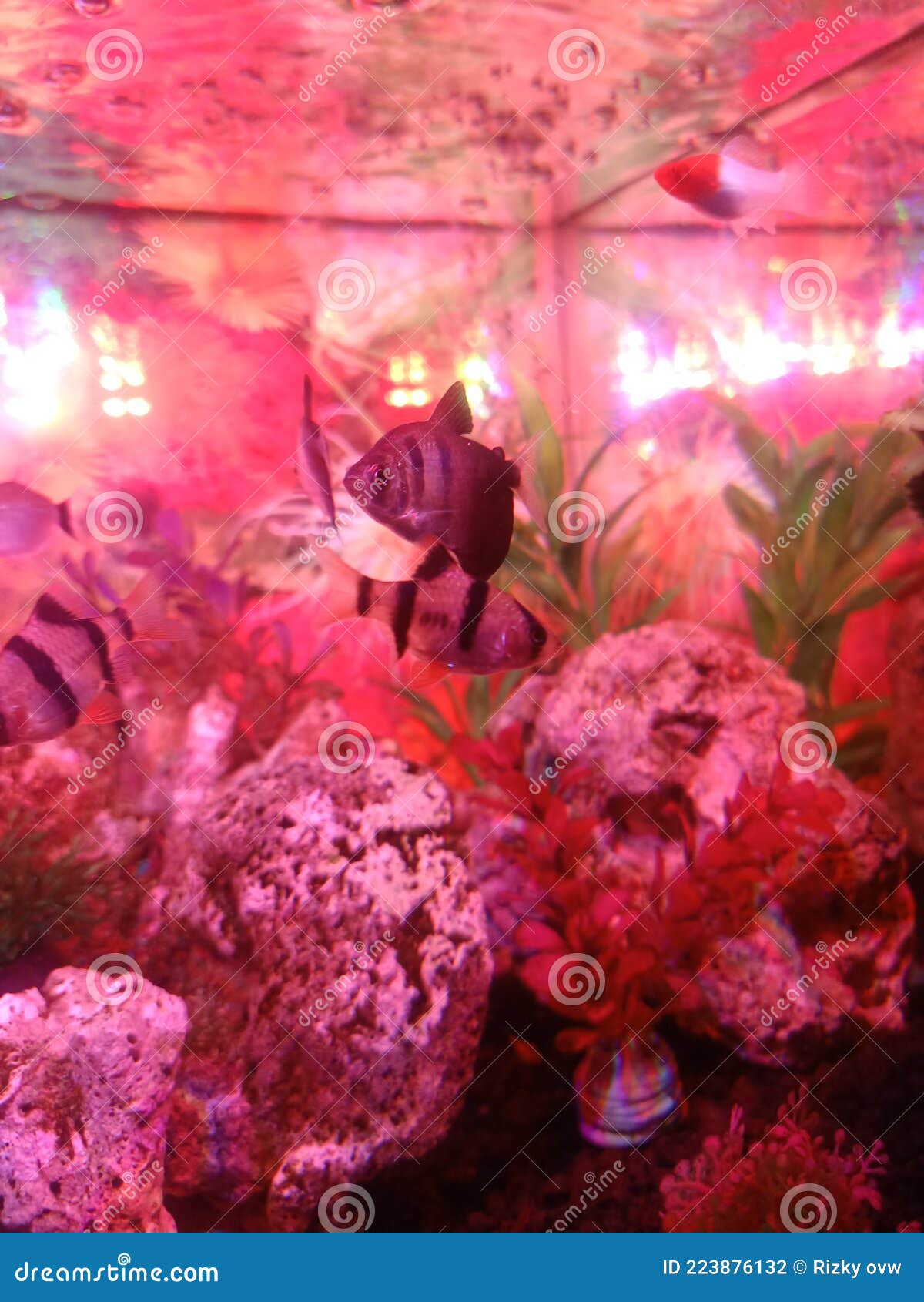 Types of Tiger Fish in a Beautiful Aquascape Stock Photo - Image of ...