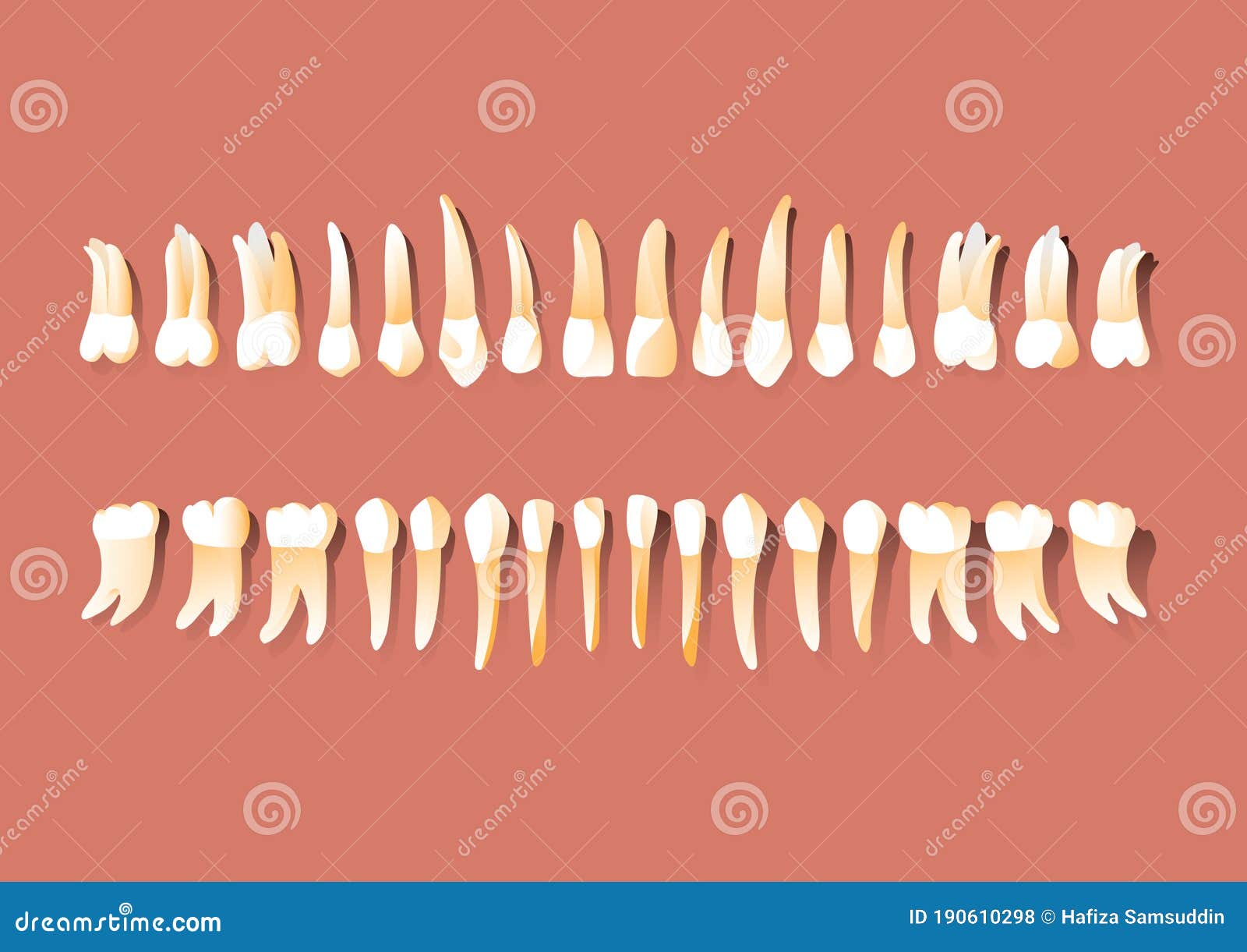 Types of Tooth. Vector Illustration Decorative Design Stock Vector ...