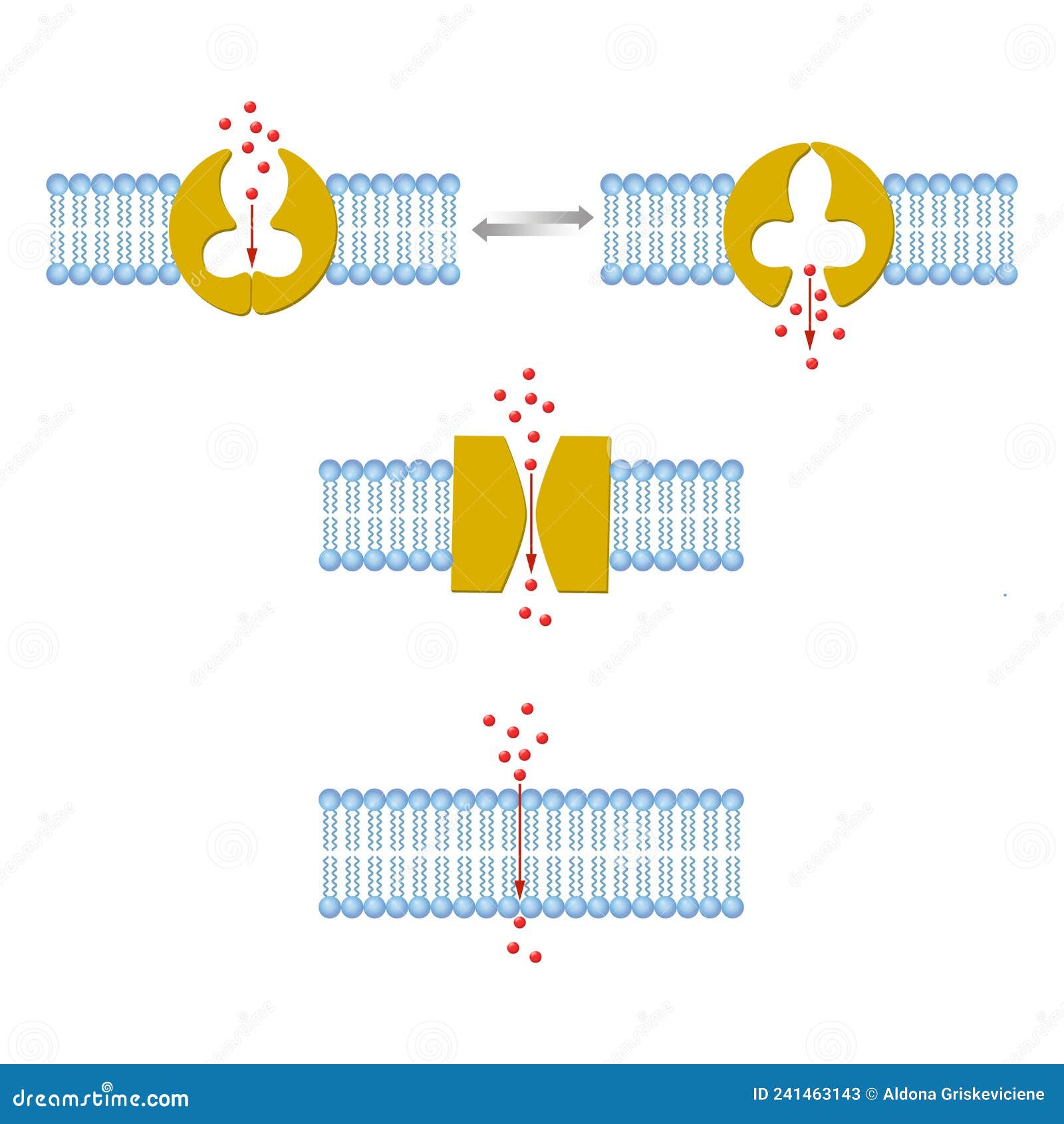 Types of Transport Across Membranes. Membrane Transport Stock ...