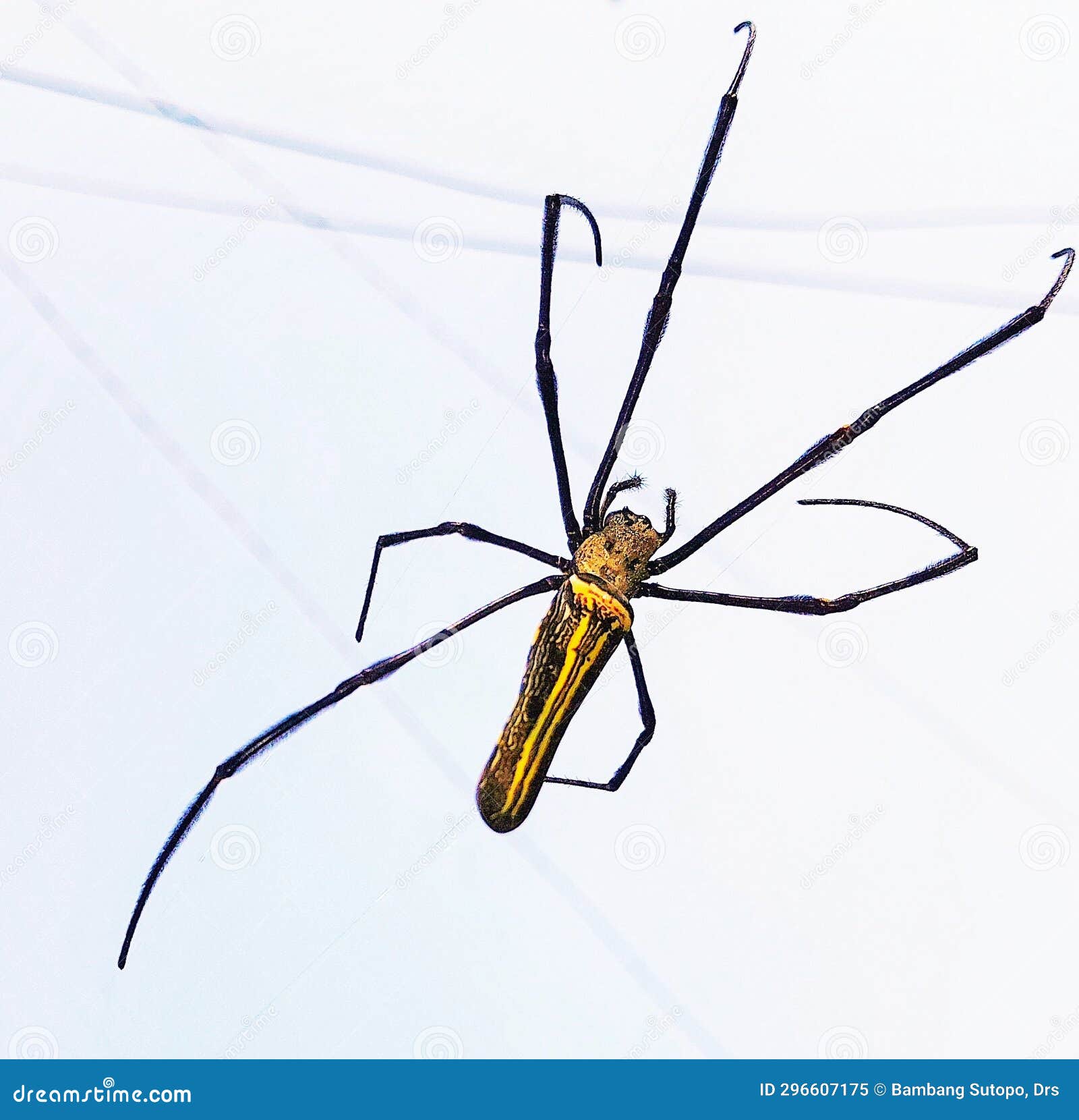 Types of Tree Spiders stock image. Image of bright, spiders - 296607175