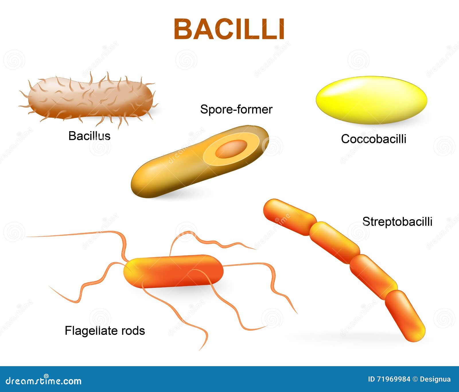 Types Van Bacteriën Bacillen Vector Illustratie - Illustration of ...