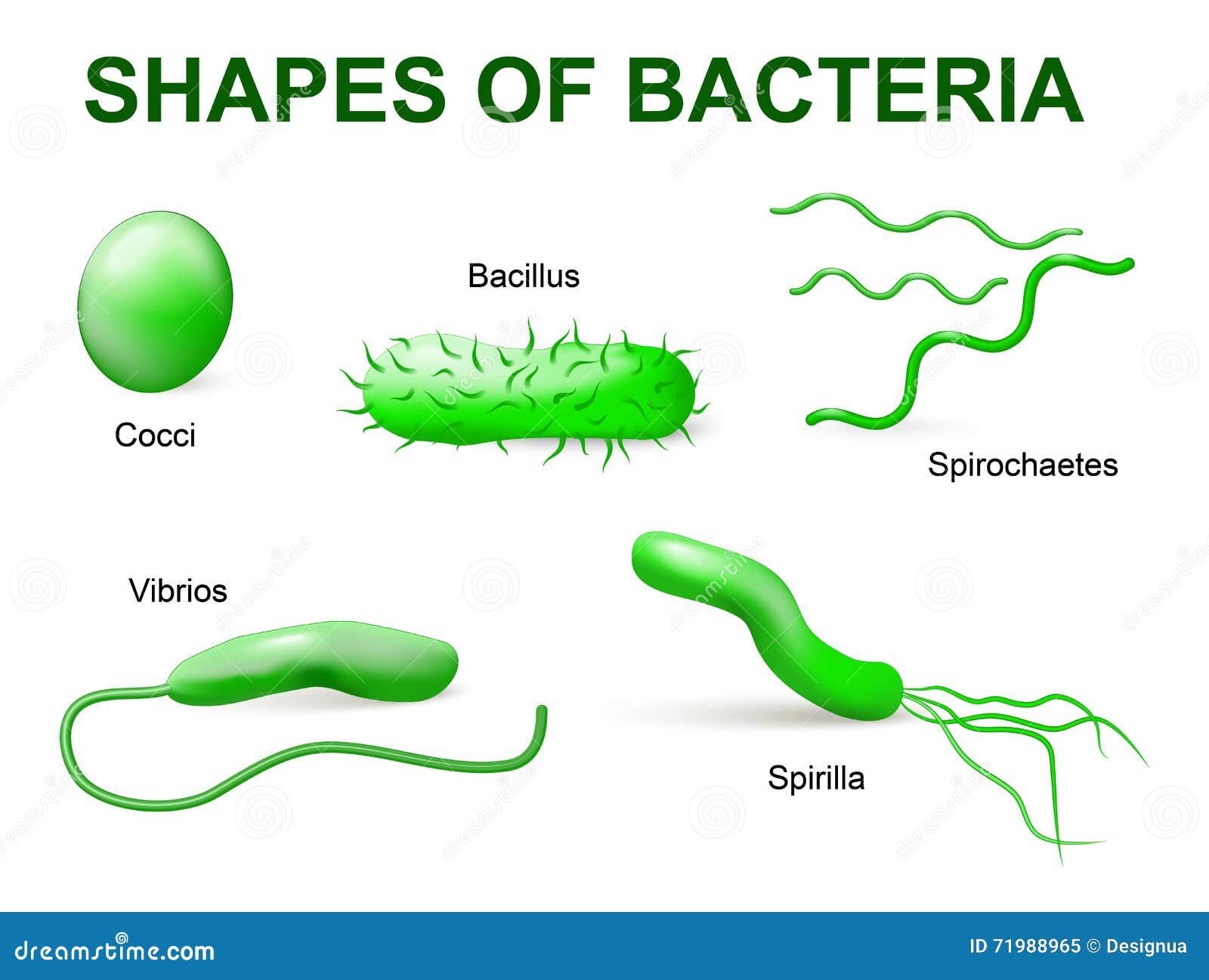 Types Van Bacteriën Fundamentele Morfologisch Vector Illustratie ...