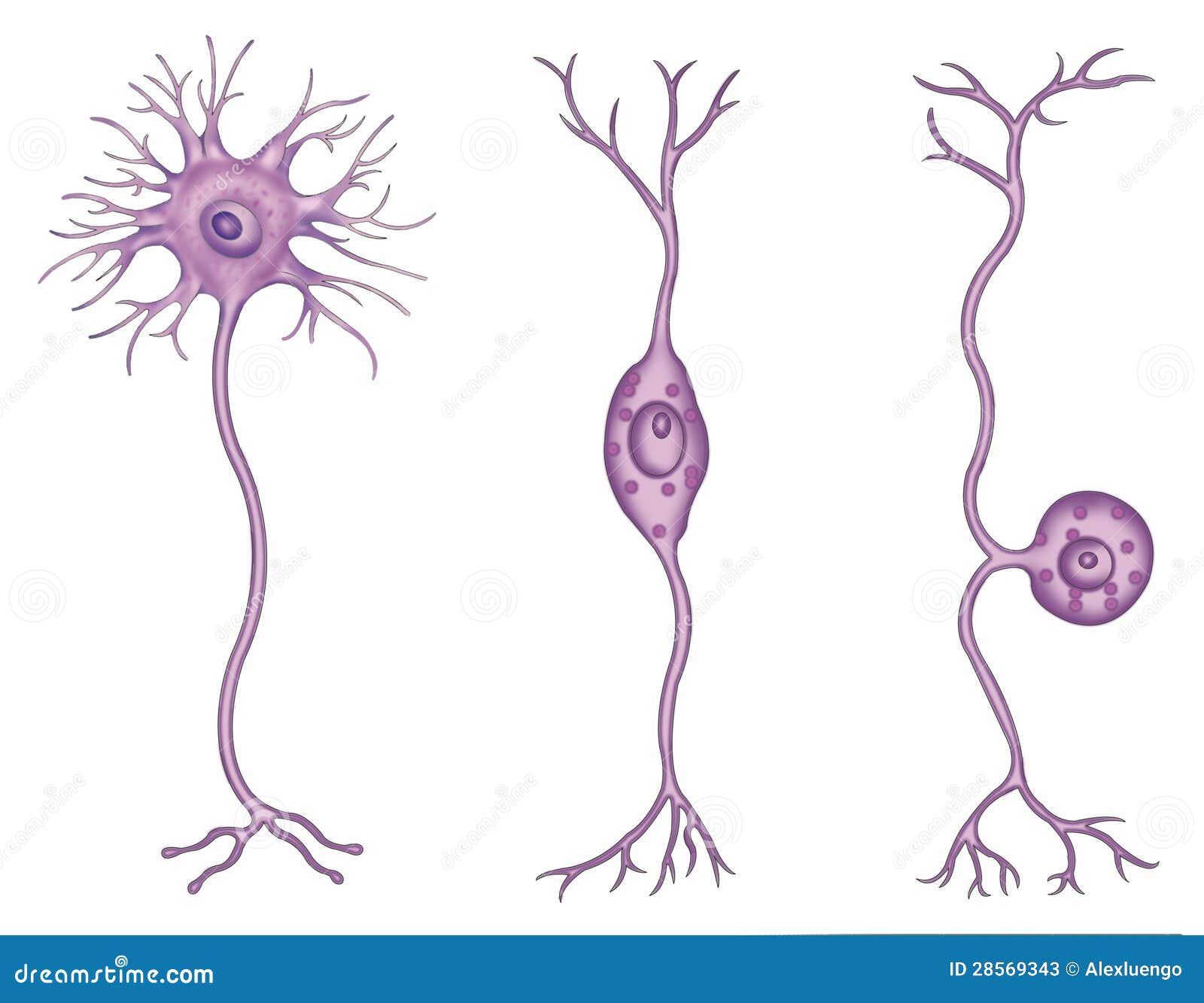 Types Van Neuronen Stock Foto's - Beeld: 28569343
