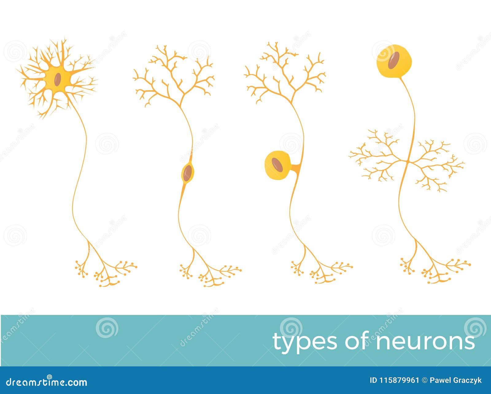 Types Van Neuronen Vectorillustratie Vector Illustratie - Illustration ...