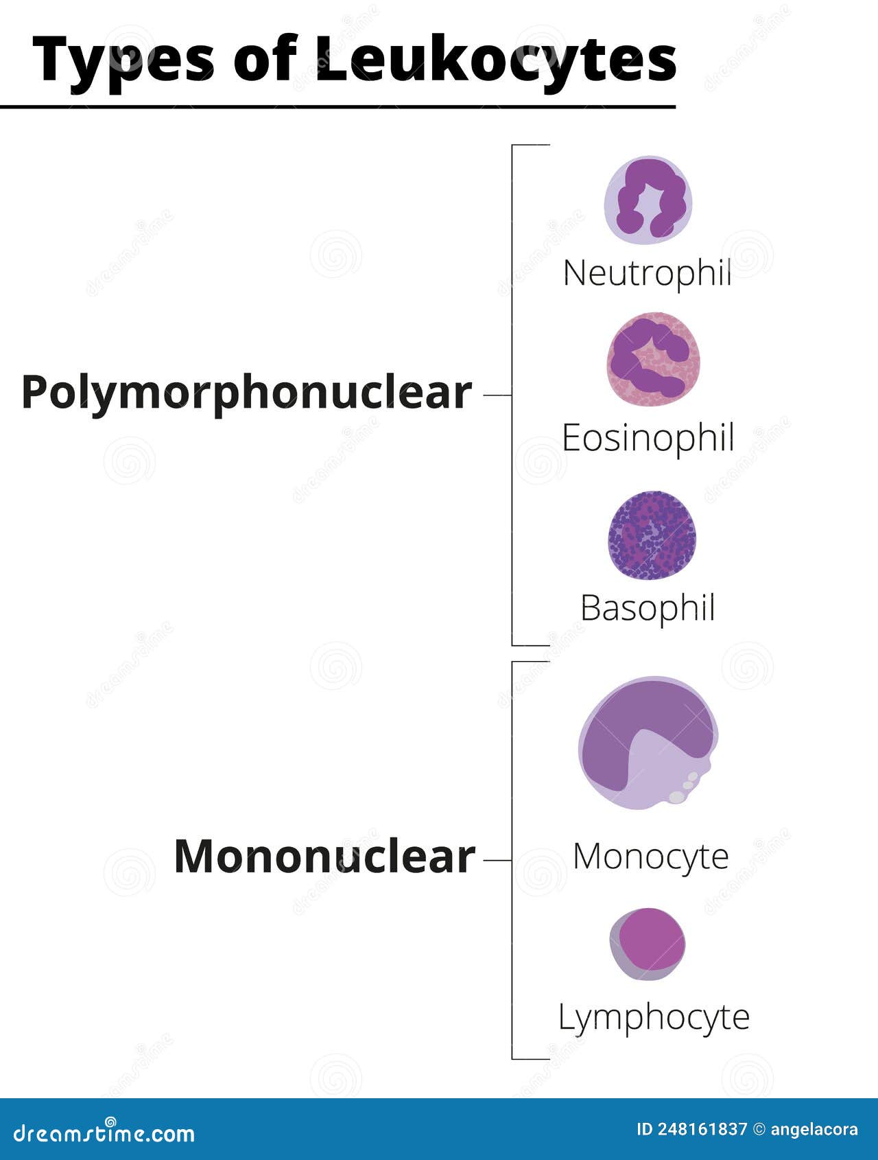 Types of White Blood Cells. Leukocytes Polymorphonuclear and ... Types of White Blood Cells. Leukocytes Polymorphonuclear and ...