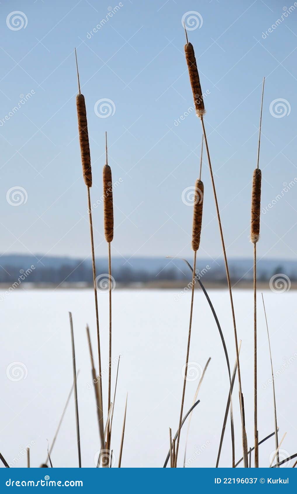 Typha stock image. Image of medicinal, cattail, beauty - 22196037