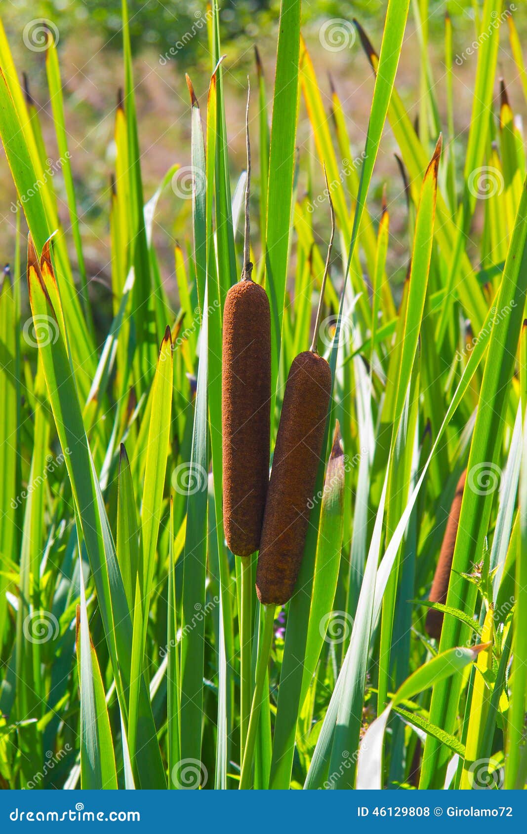 Typha photo stock. Image du fleuraison, jonc, nature - 46129808