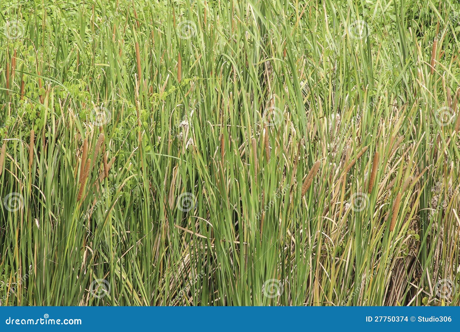 Typha angustifolia stock photo. Image of autumn, nature - 27750374