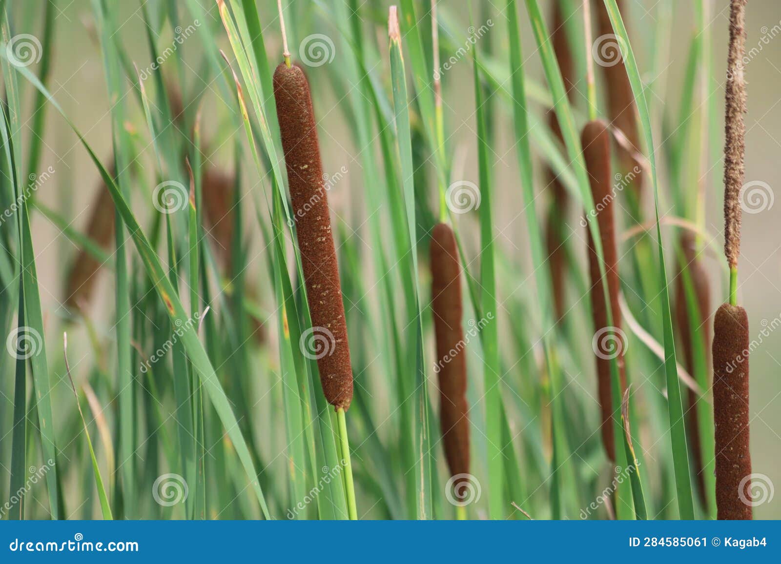 Typha Angustifolia, Cattail, Water Plant. Stock Image - Image of branch ...