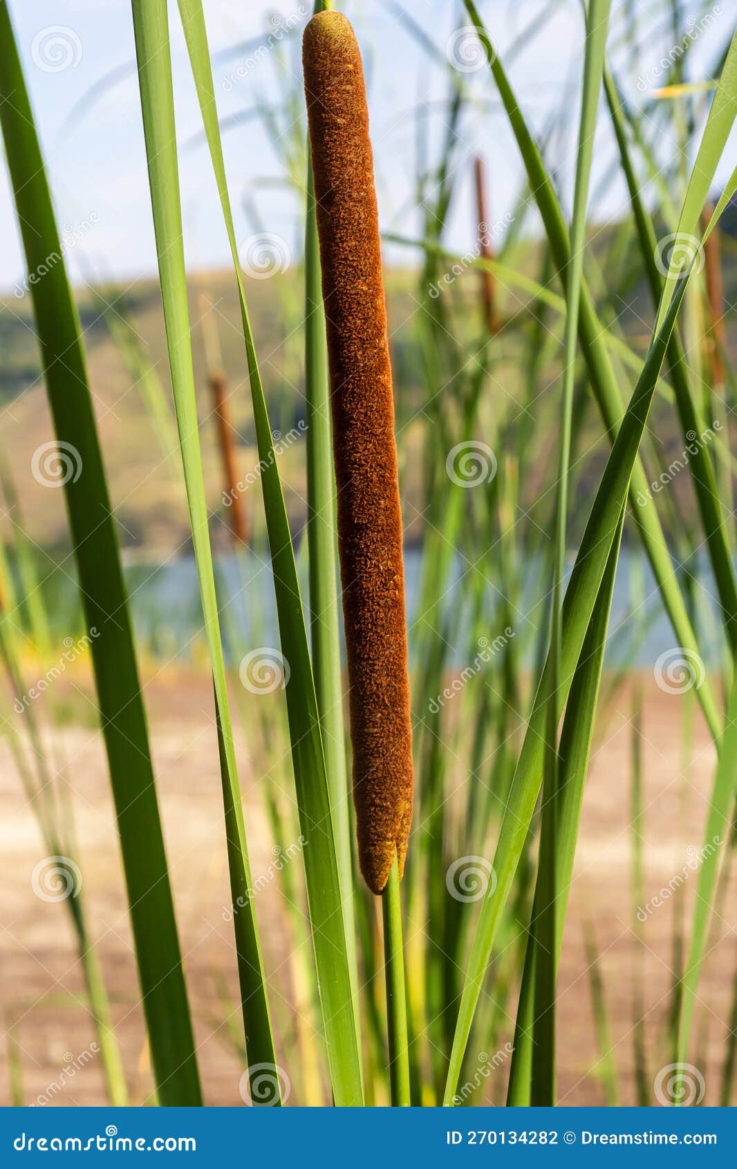Typha Angustifolia. Close Up of Cattail, Water Plant Stock Photo ...