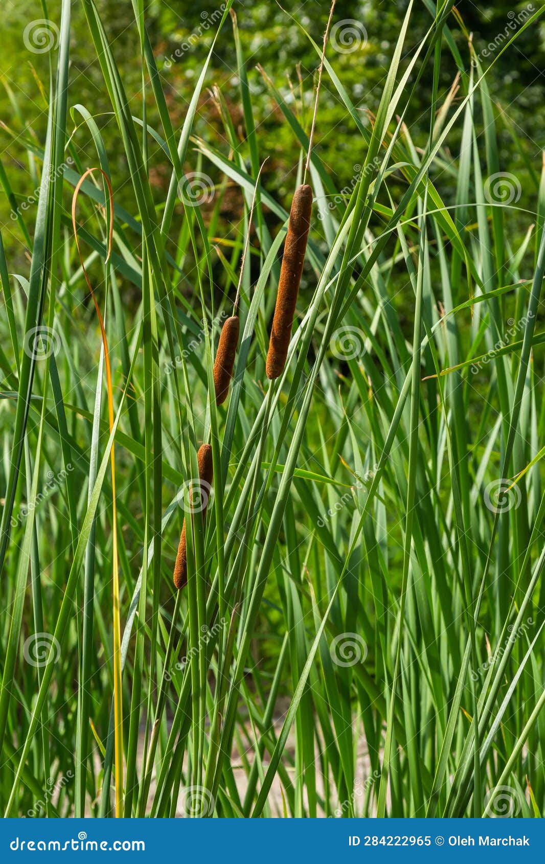 Typha Angustifolia. Close Up of Cattail, Water Plant Stock Image ...