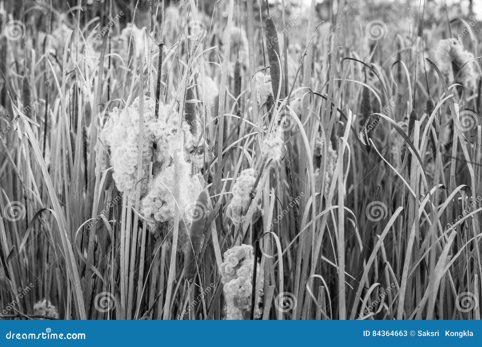 Typha Angustifolia in the Field of Nature Stock Image - Image of close ...
