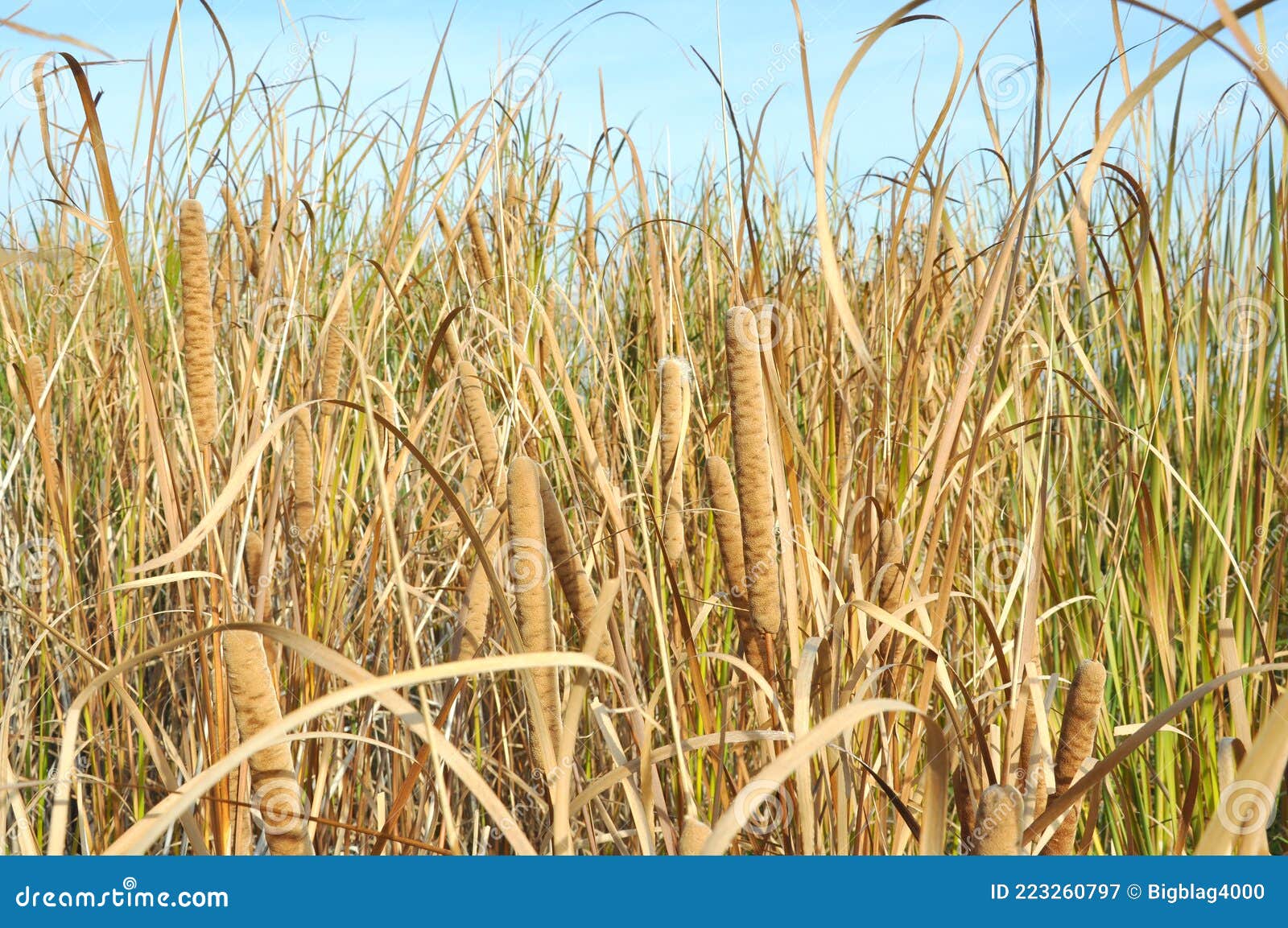 Typha Angustifolia In The Water In A Lake With A Boat In The Background ...