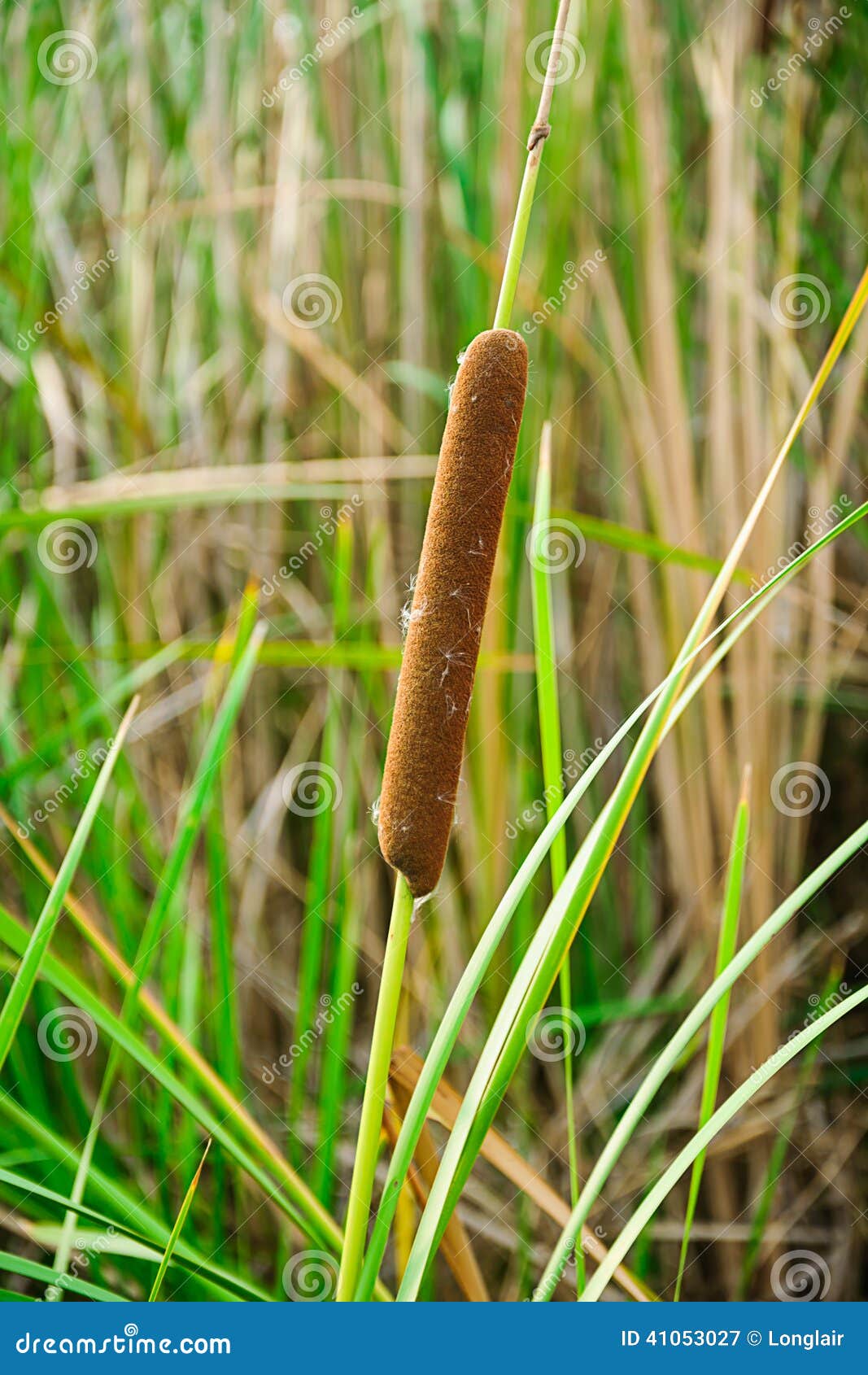 Typha Angustifolia Royalty-Free Stock Photography | CartoonDealer.com ...