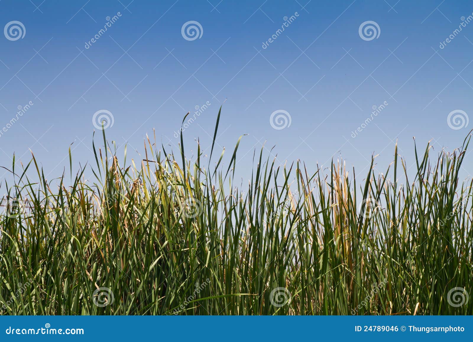 Typha Angustifolia Forest Royalty-Free Stock Image | CartoonDealer.com ...
