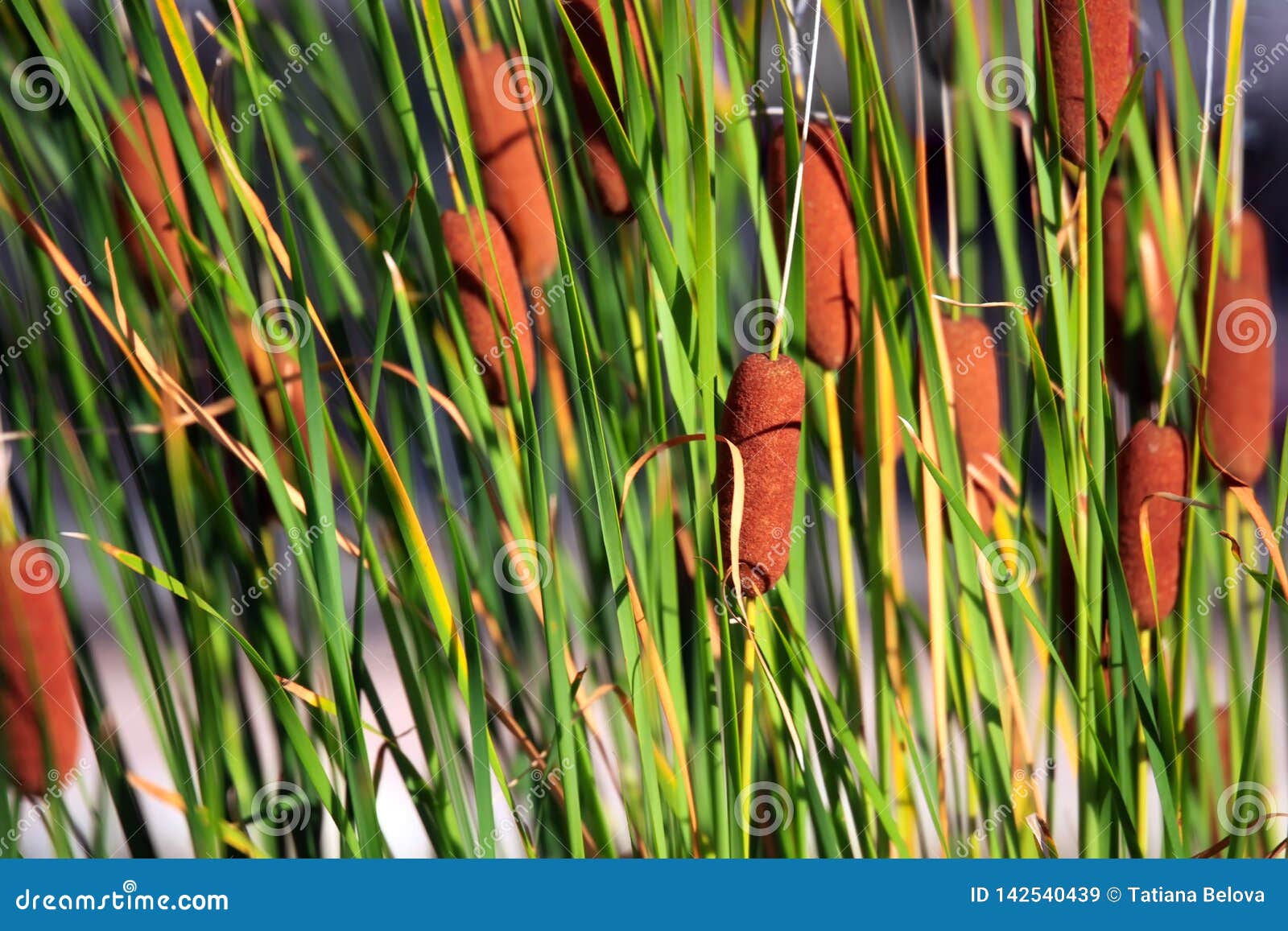 Typha Angustifolia Growing in the Pond Stock Image - Image of bulrush ...