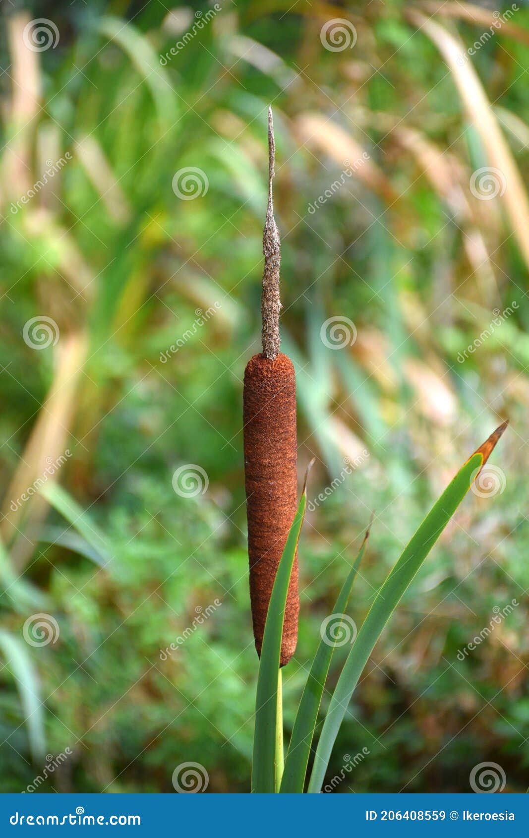 Typha Angustifolia with Its Bulrush in the Canyon of the River Lobos ...