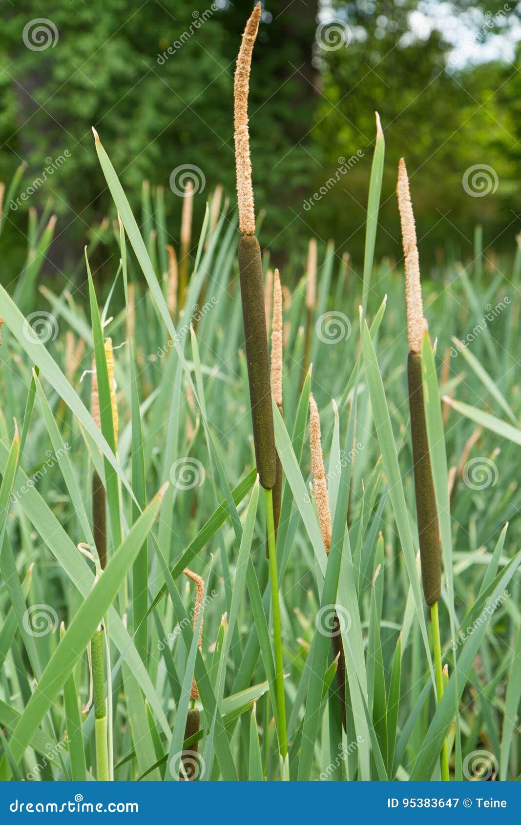 Typha angustifolia stock image. Image of garden, field - 95383647