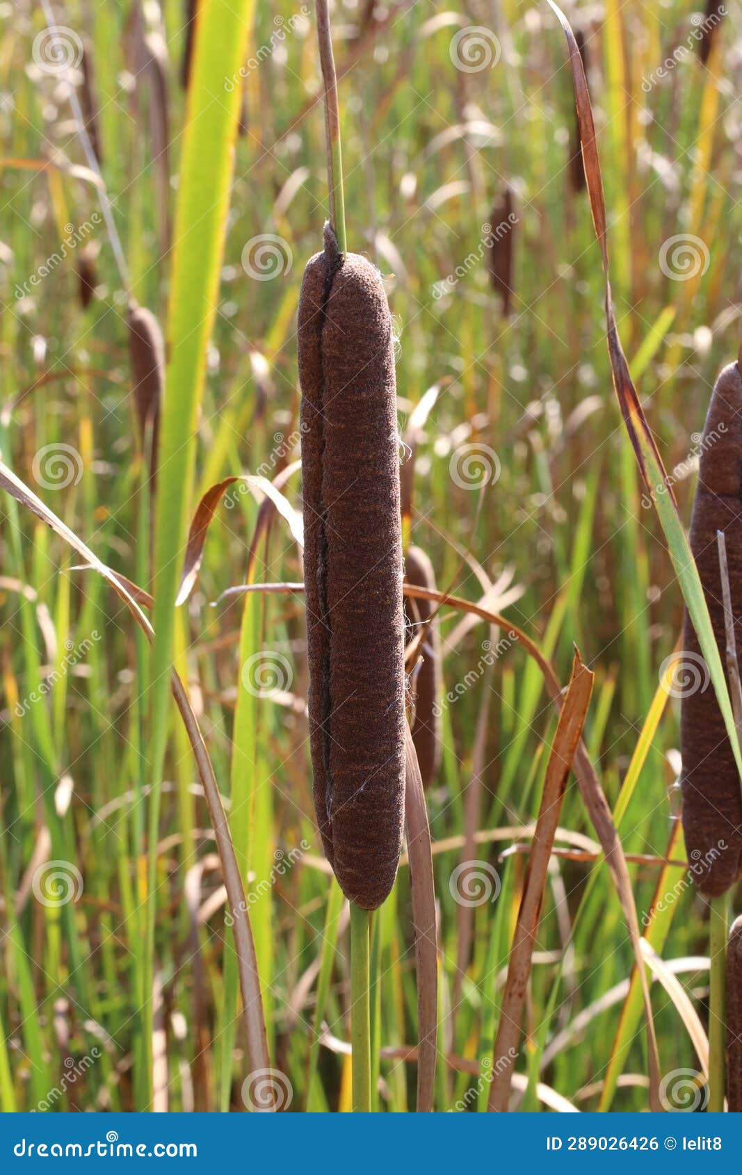 Typha Angustifolia, Typhaceae Stock Photo - Image of natural, typha ...