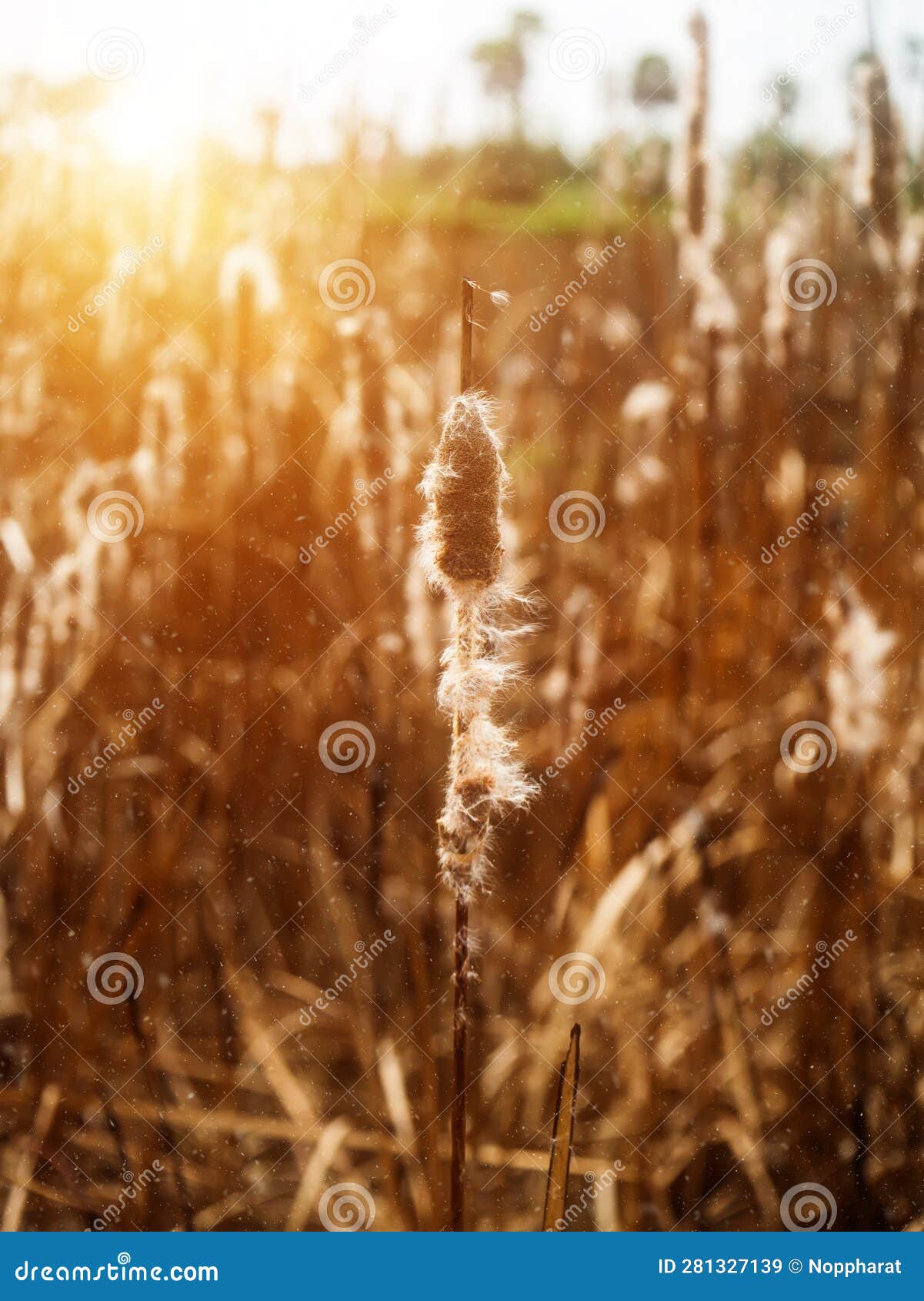 Typha Angustifolia Seeds on Tree Stock Image - Image of green, autumn ...