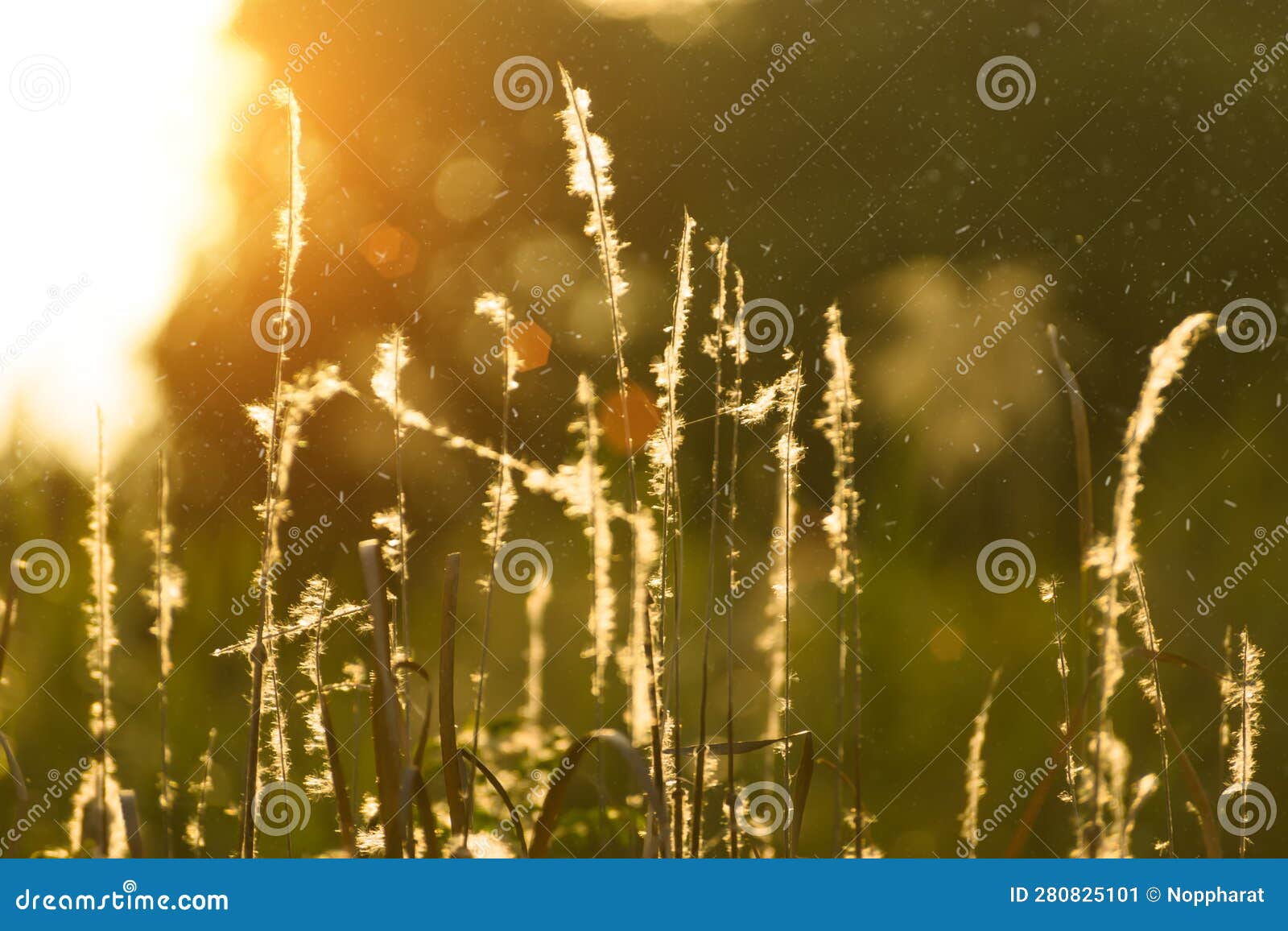 Typha Angustifolia Seeds on Tree Stock Image - Image of nature, park ...