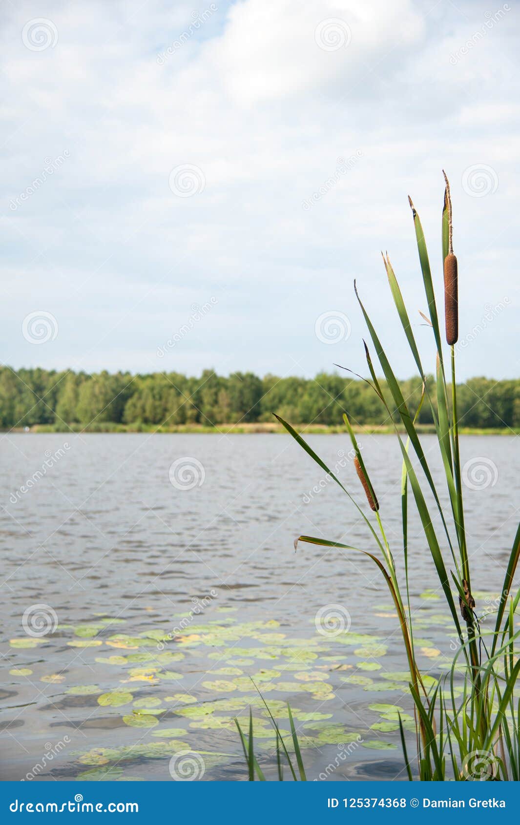 Typha Angustifolia in the Water in a Lake with a Boat in the Background ...