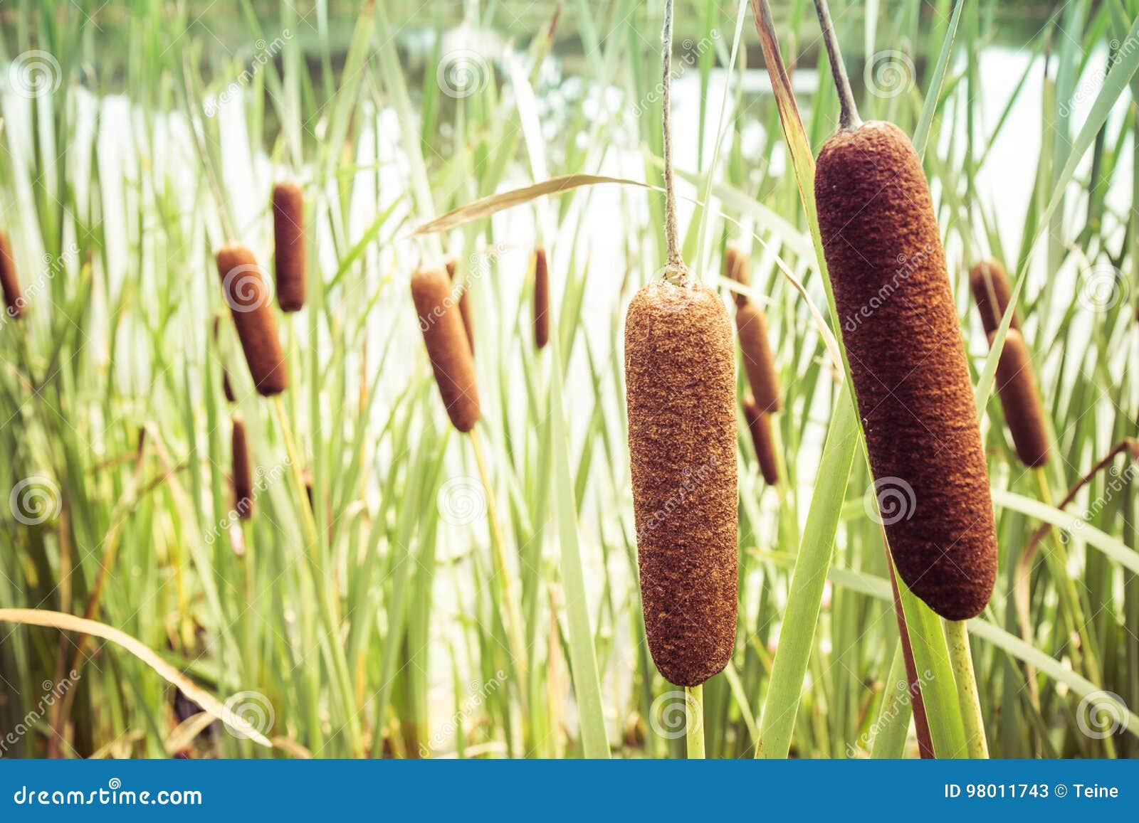 Typha Bulrush or Cattail Spikes Stock Image - Image of beauty, cloud ...