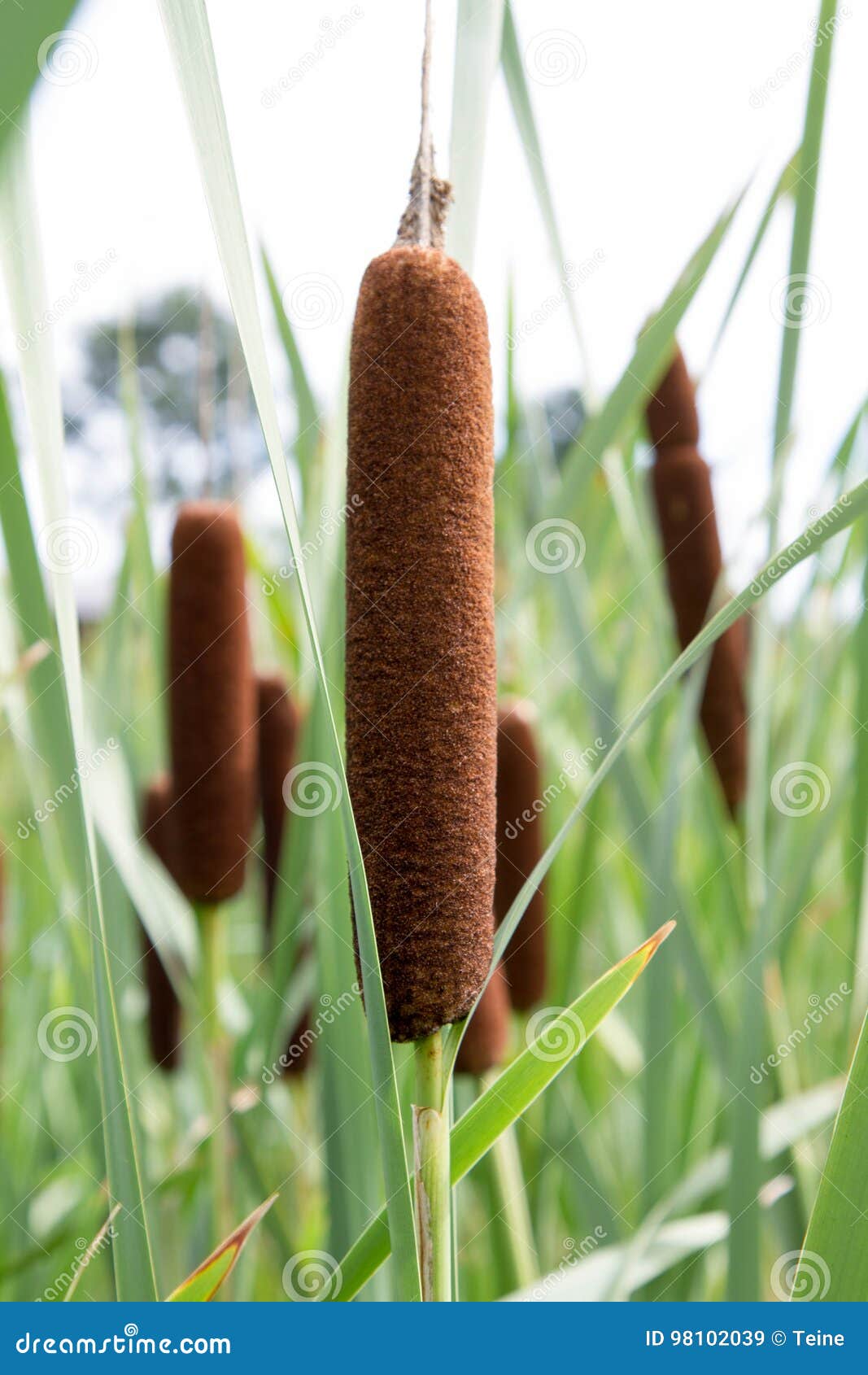 Typha Bulrush or Cattail Spikes Stock Image - Image of garden, nature ...