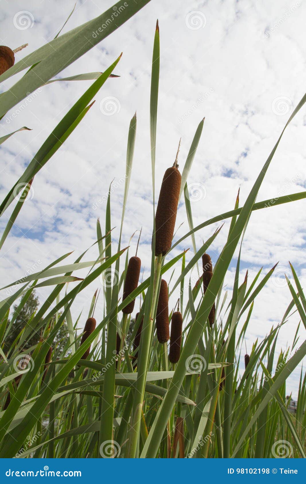 Typha Bulrush or Cattail Spikes Stock Photo - Image of cloud, green ...