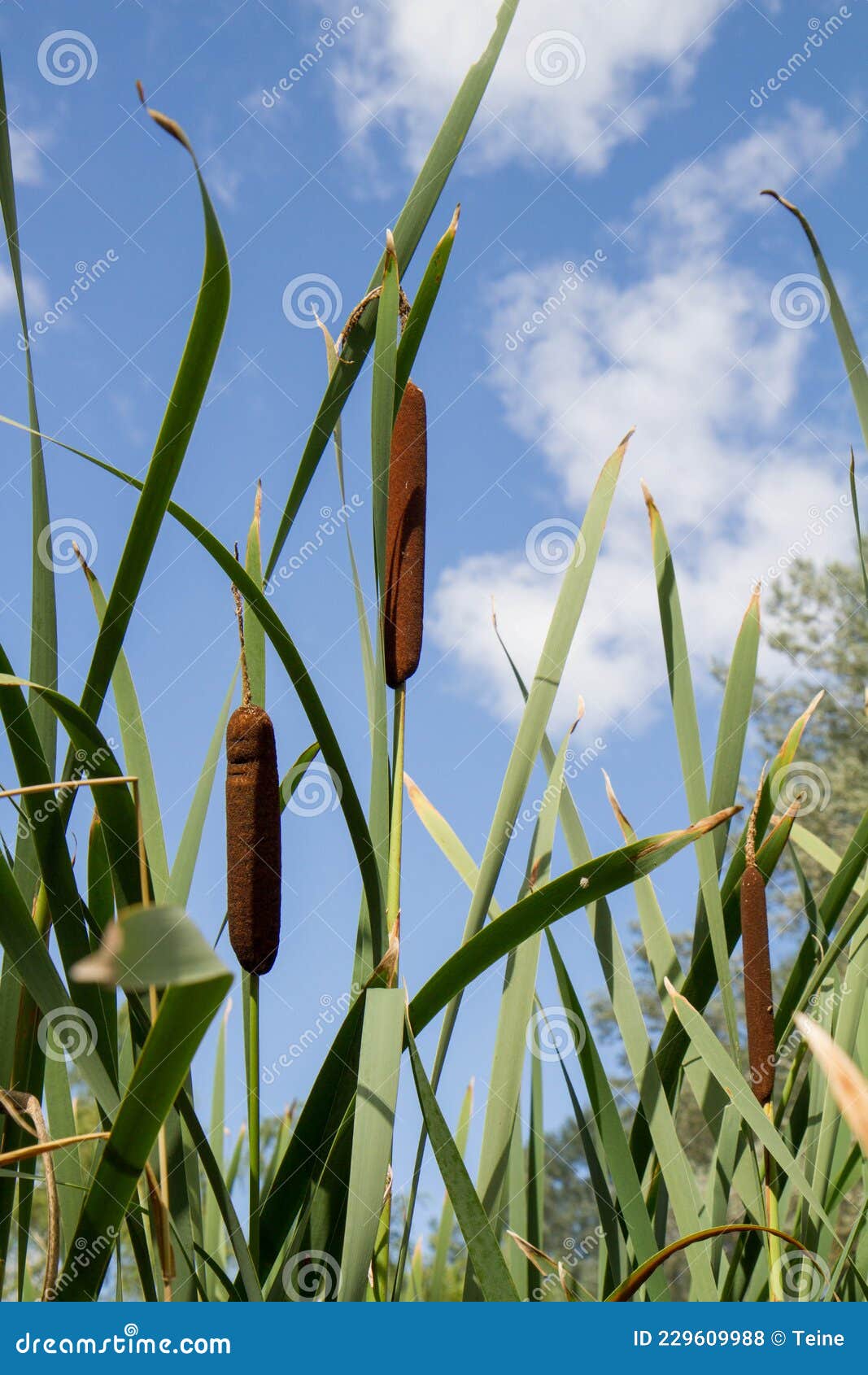 The Typha Bulrush or Cattail Stock Photo - Image of cumbungi, botany ...