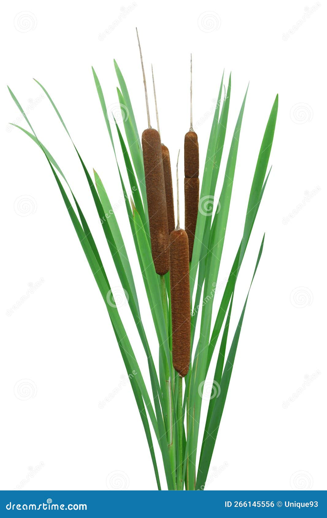 Typha Cattail, or Pond Reed Stock Photo - Image of leaf, background ...
