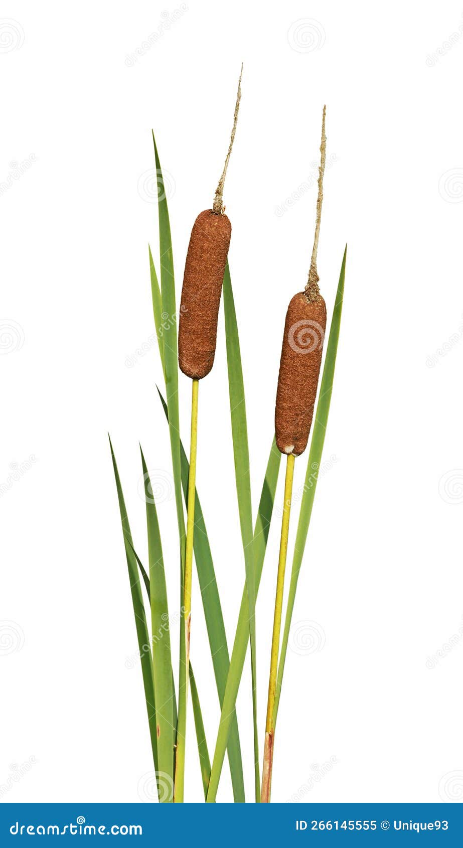 Typha Cattail, or Pond Reed Stock Image - Image of reed, swamp: 266145555