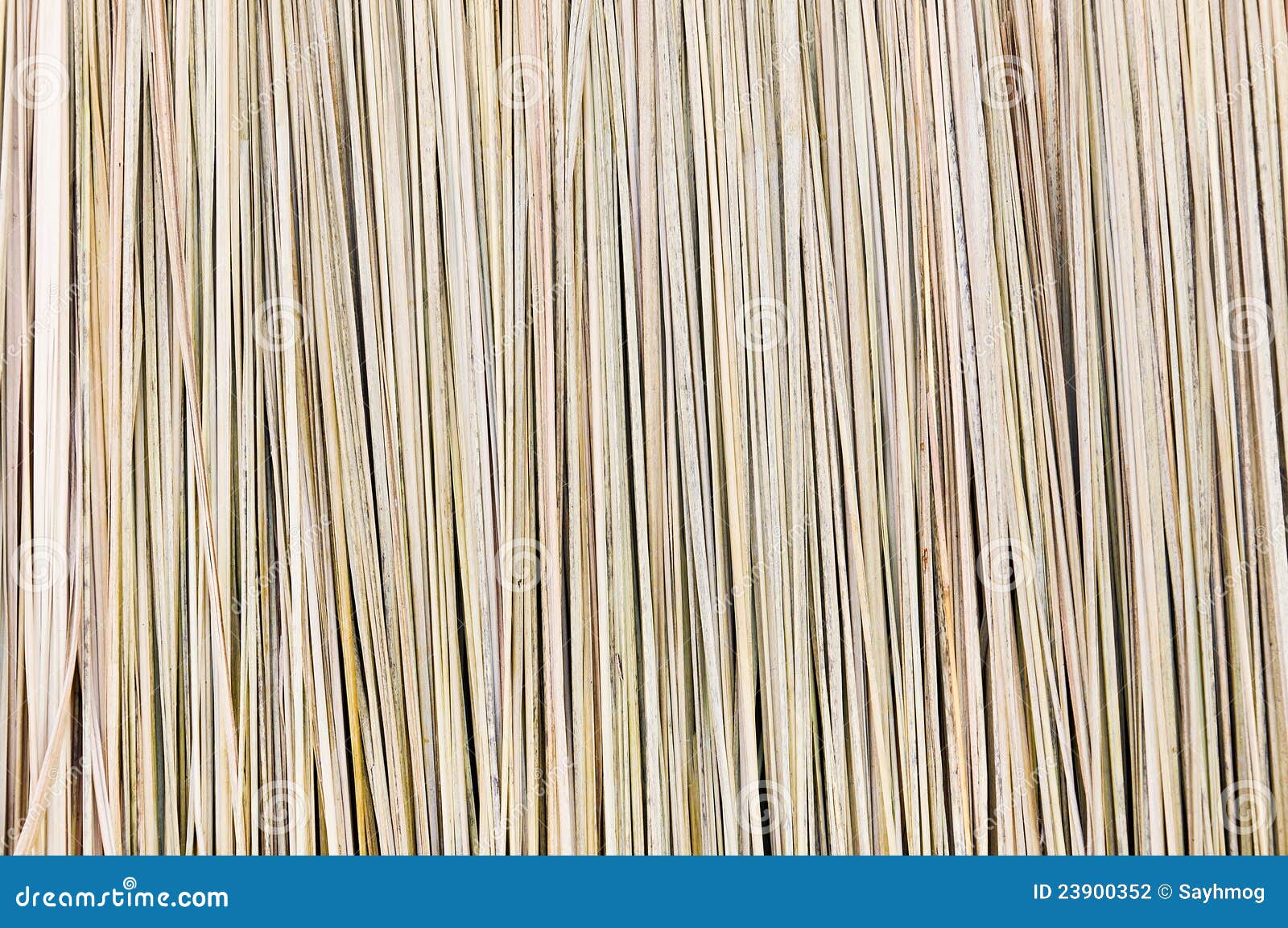 Typha Elephantina Dry Background Stock Photos - Free & Royalty-Free ...