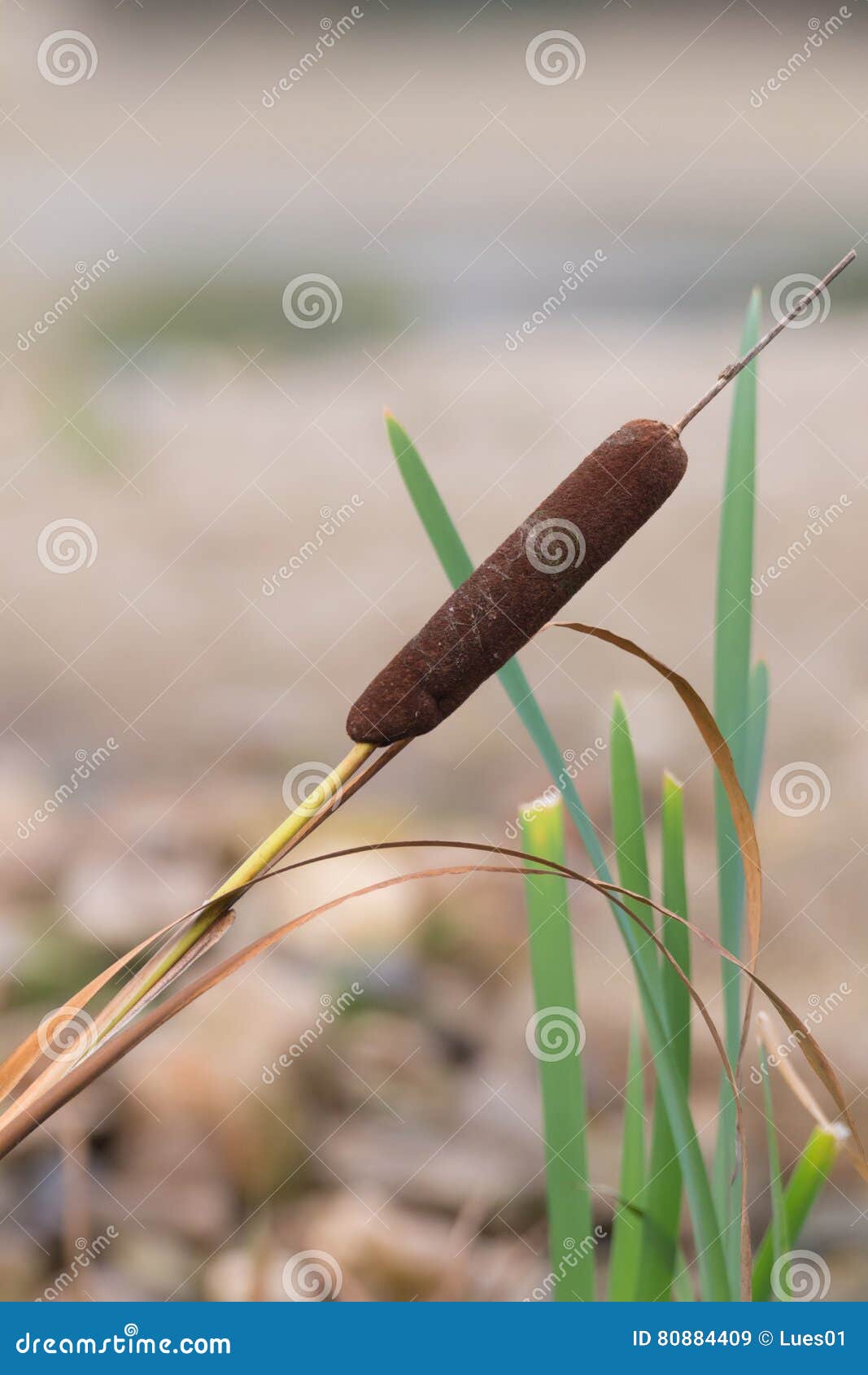 Typha stock image. Image of morning, grass, plant, broadleaf - 80884409