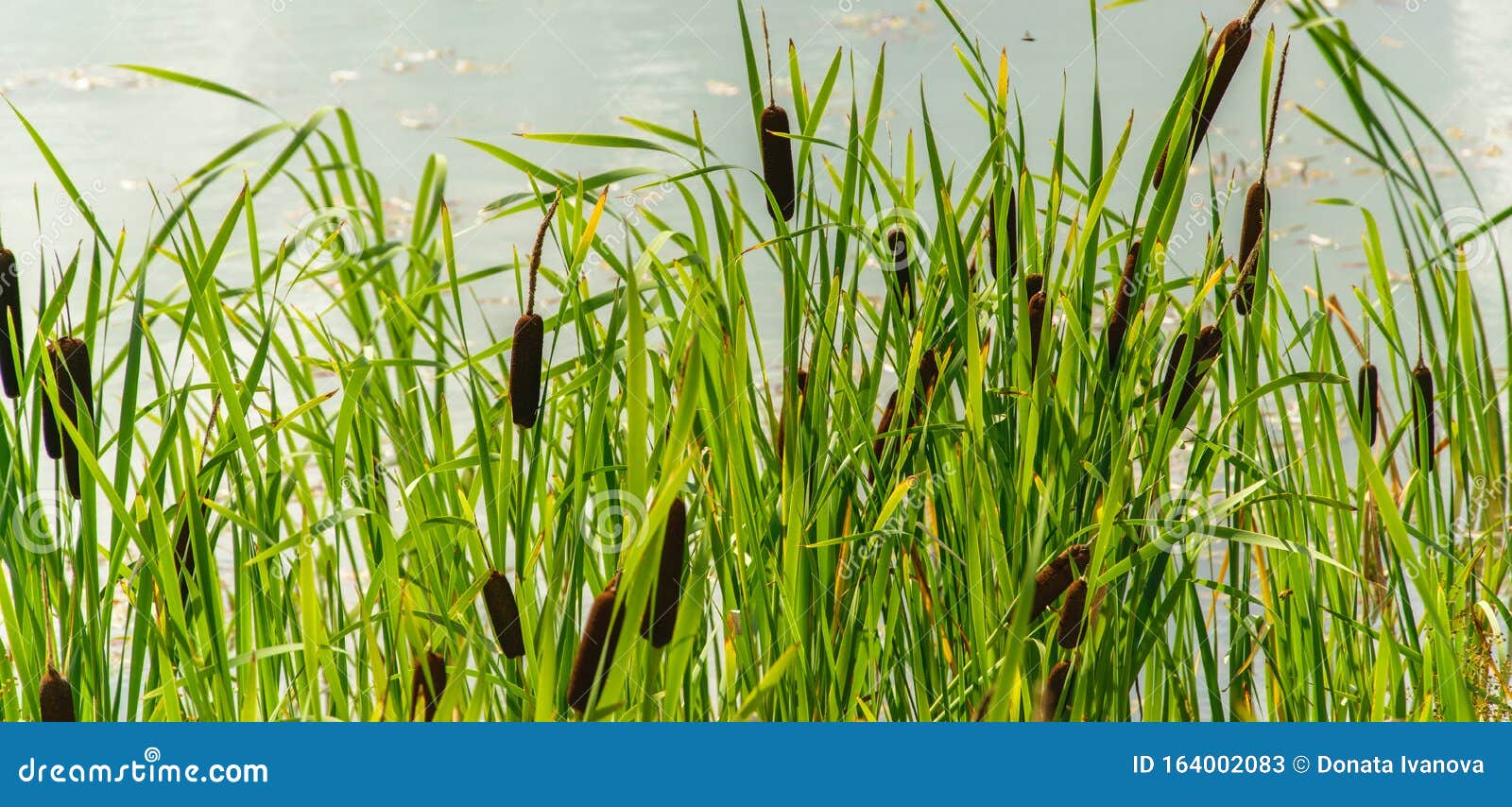 Typha Growing in the Pond on Summer Sunny Day Stock Image - Image of ...