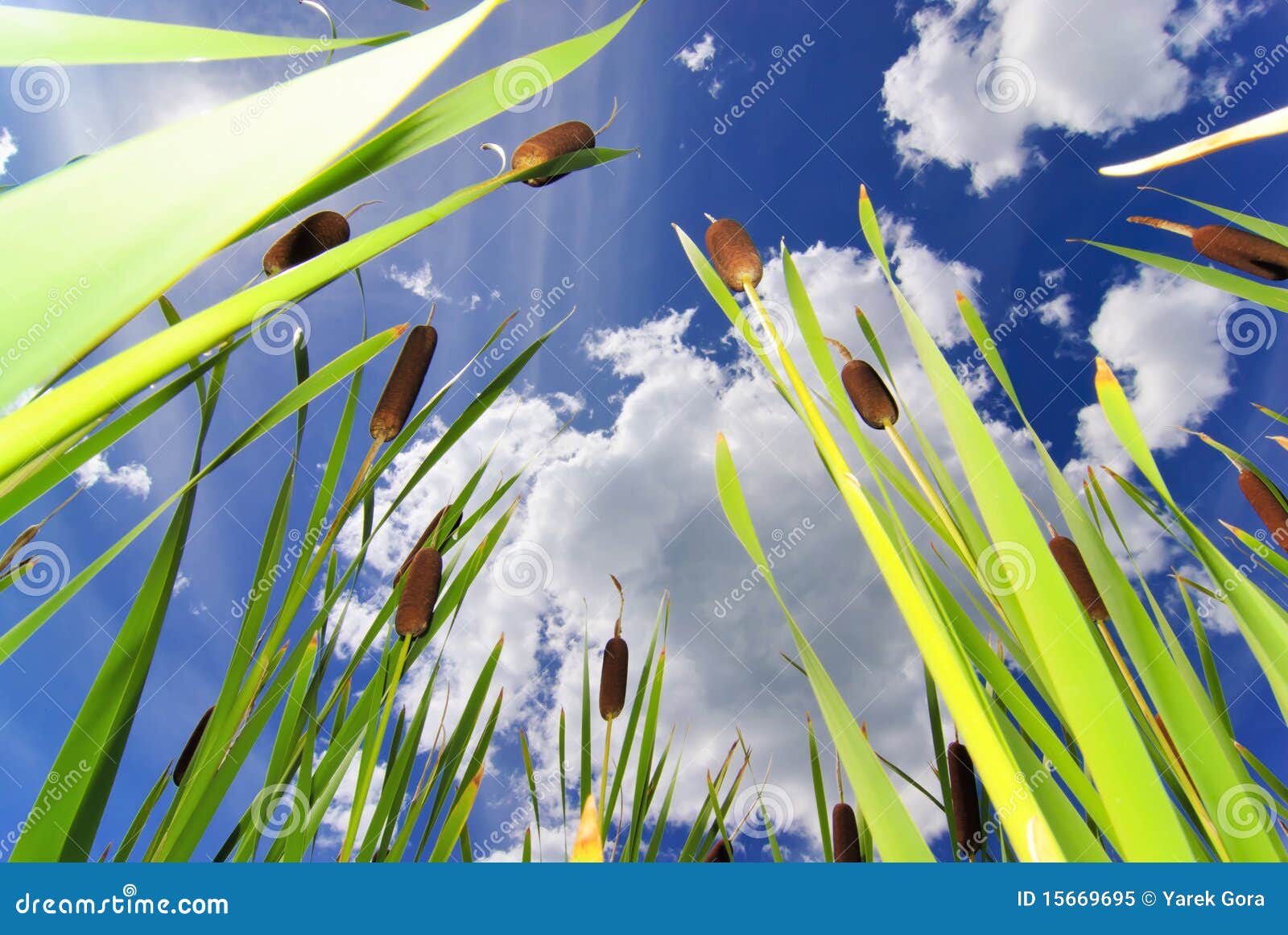 Typha latifolia stock image. Image of sunny, shine, grow - 15669695