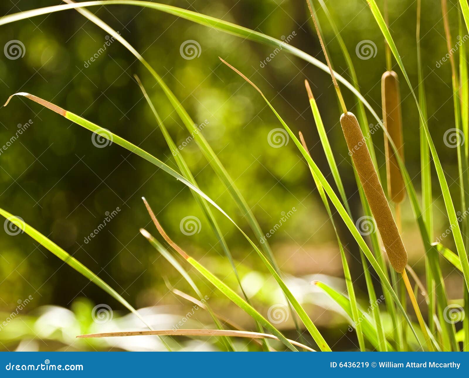 Typha Latifolia stock image. Image of foliage, latifolia - 6436219