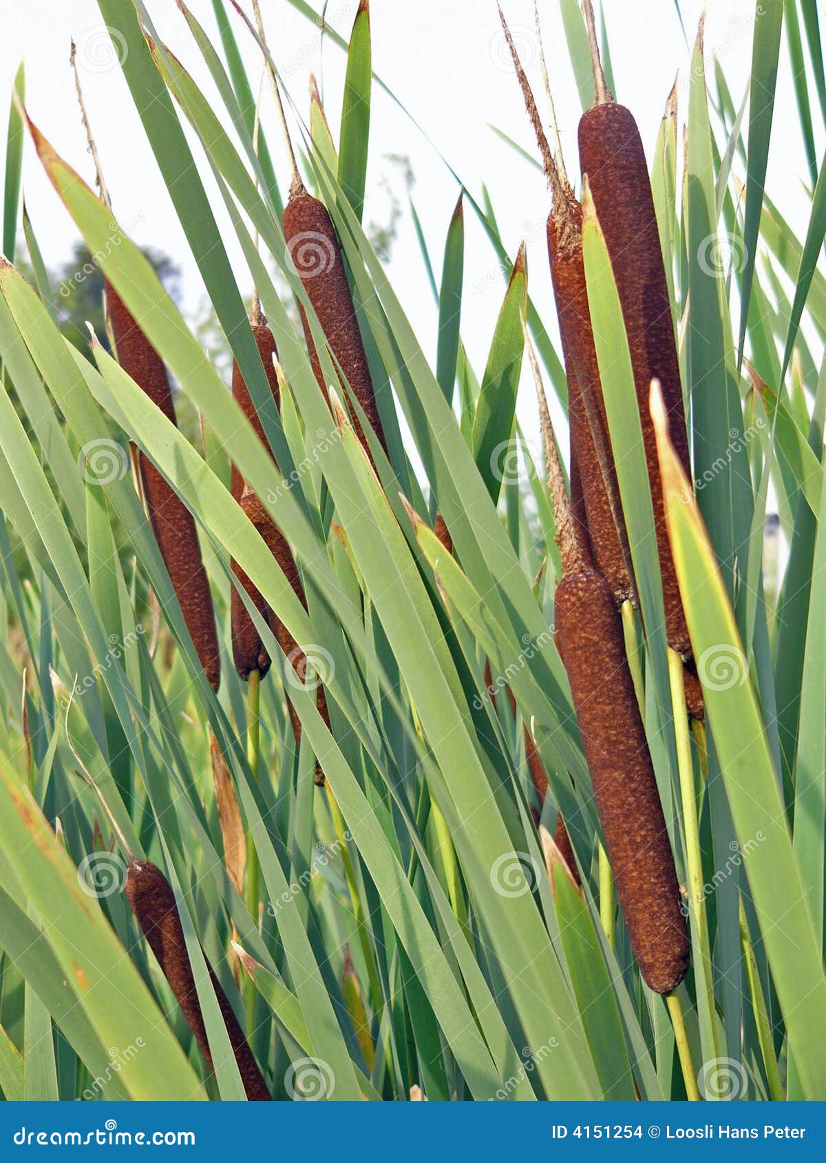Typha Latifolia, Common Bulrush, Broadleaf Cattail, Great Reedmace ...
