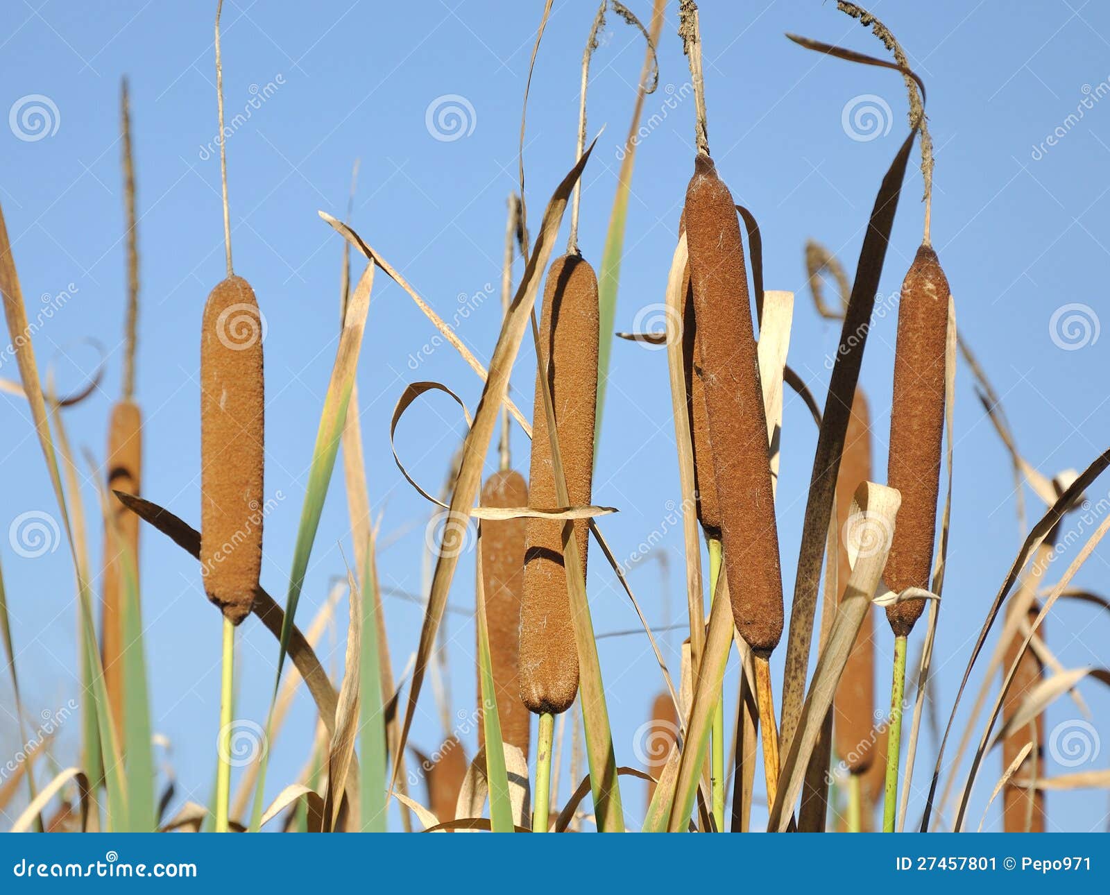 Typha Latifolia - Cattail and Clear Blue Sky Stock Image - Image of ...