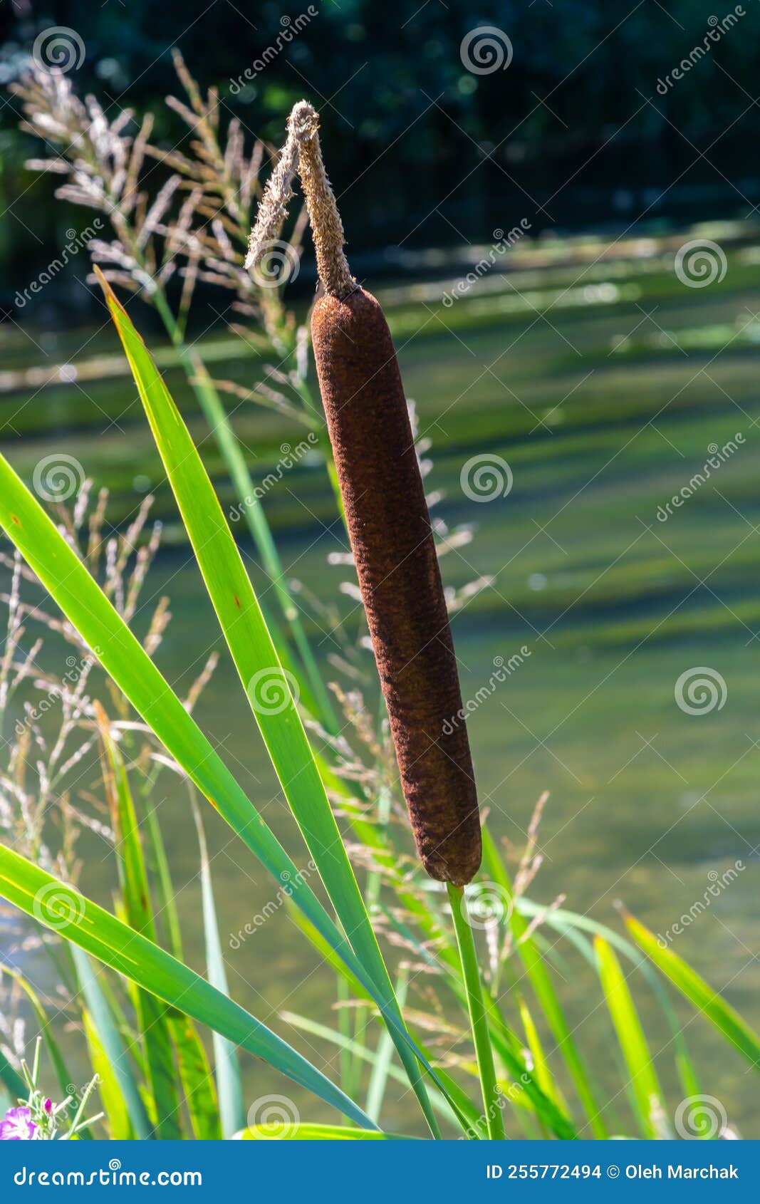 Typha Latifolia Common Bulrush Blackamoor Flag Water-torch by the Lake ...