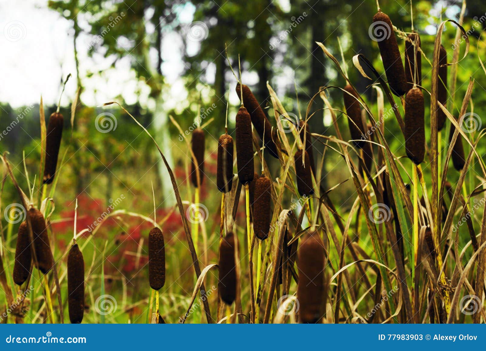 Typha Latifolia, Common Bulrush, Broadleaf Cattail Stock Image - Image ...