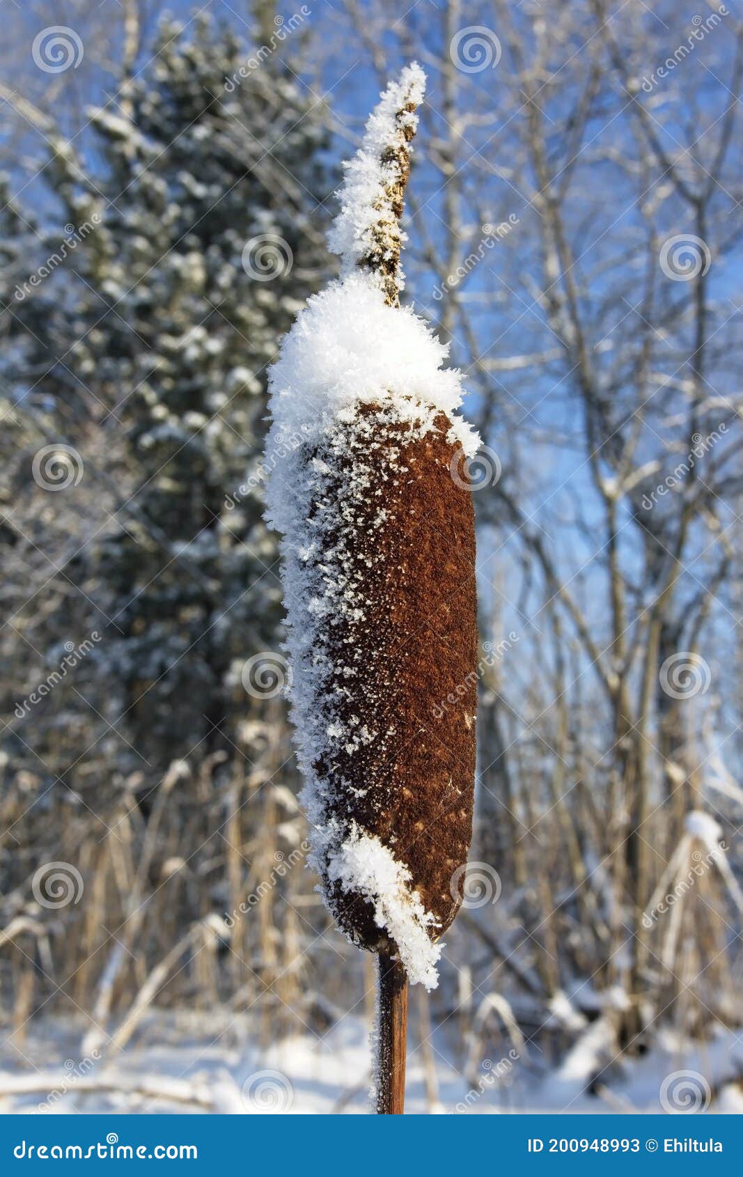Typha Latifolia Seed Head, Finland Stock Image - Image of snow, typha ...