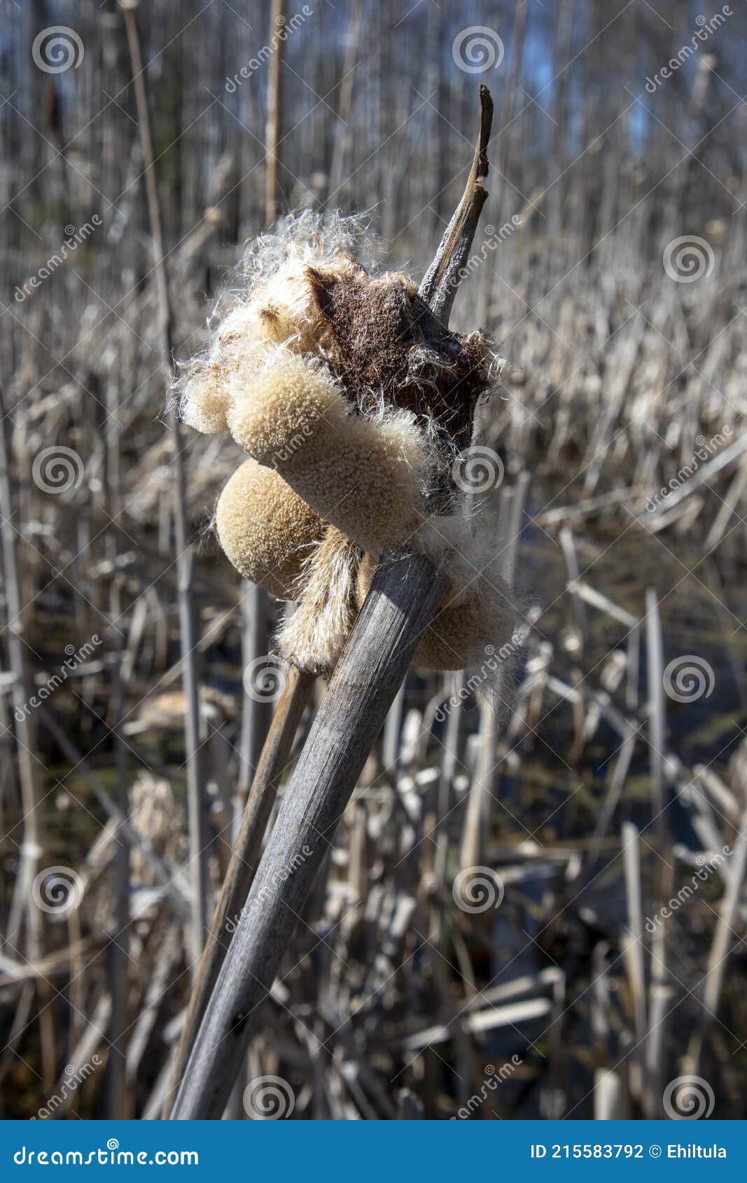 Typha Latifolia Seed Head, Finland Stock Photo - Image of typha, rush ...