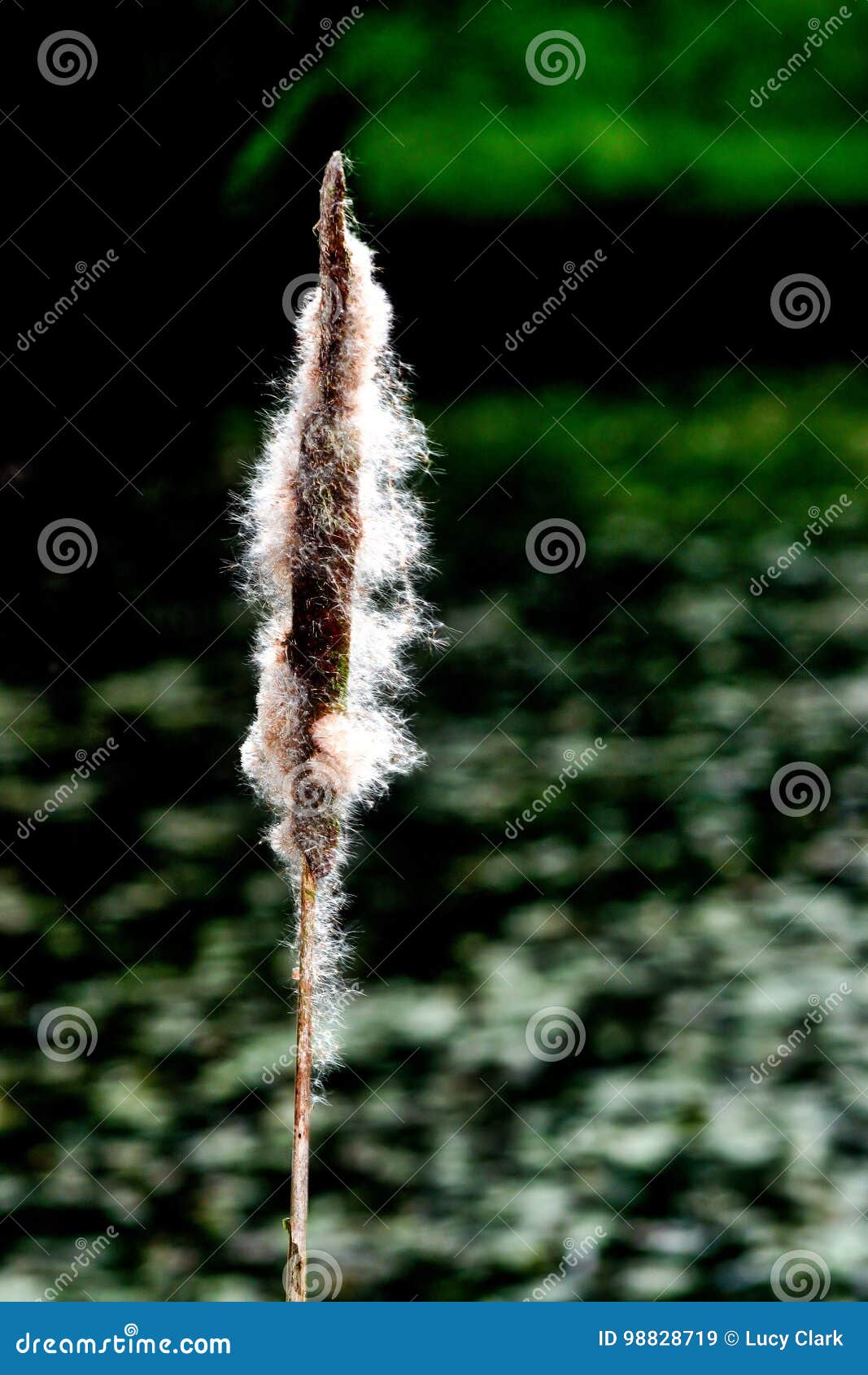 Typha Latifolia stock image. Image of water, grass, lake - 98828719