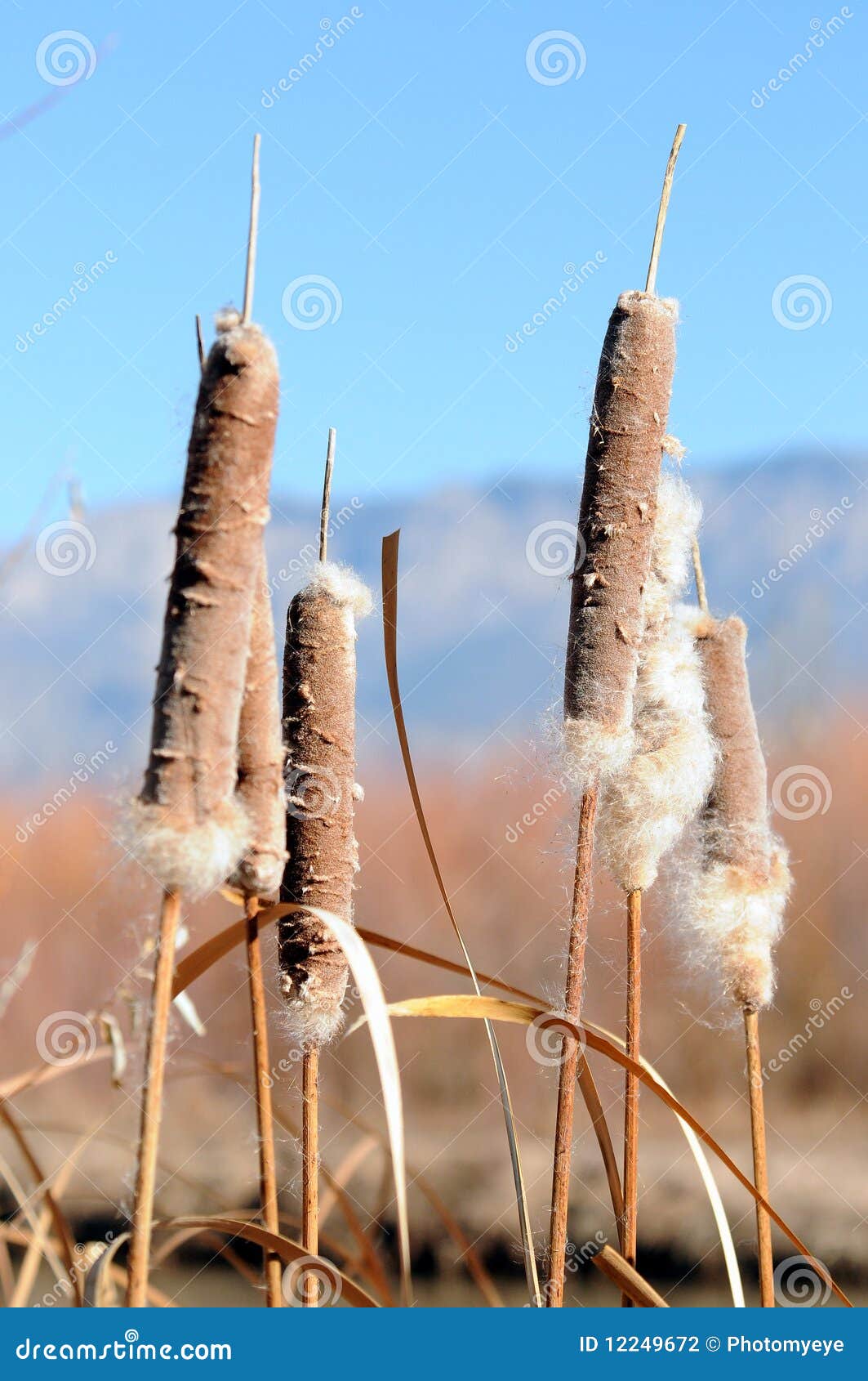 Typha plants stock photo. Image of details, reed, flora - 12249672
