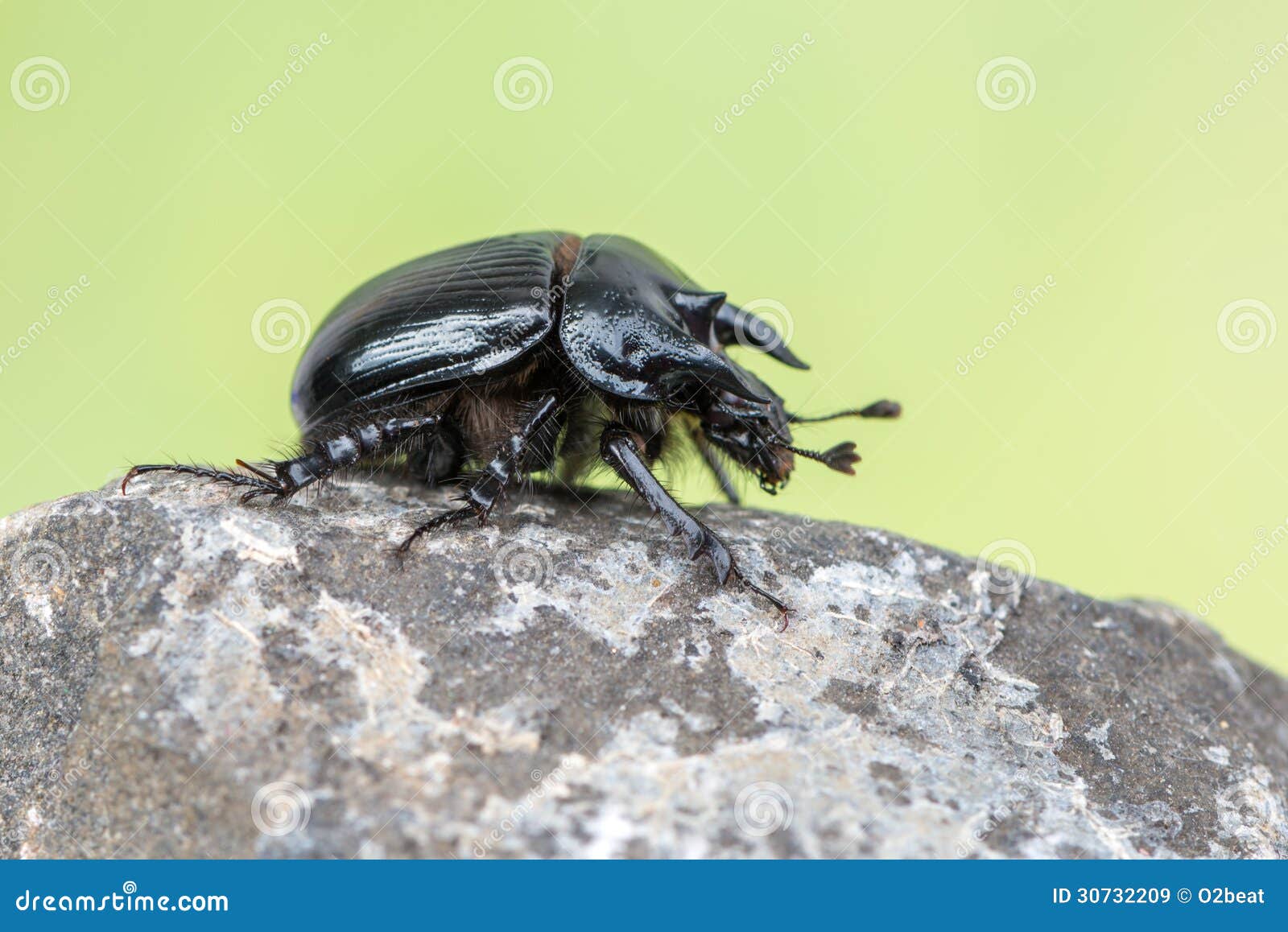 Typhoeus de Typhaeus imagem de stock. Imagem de esterco - 30732209