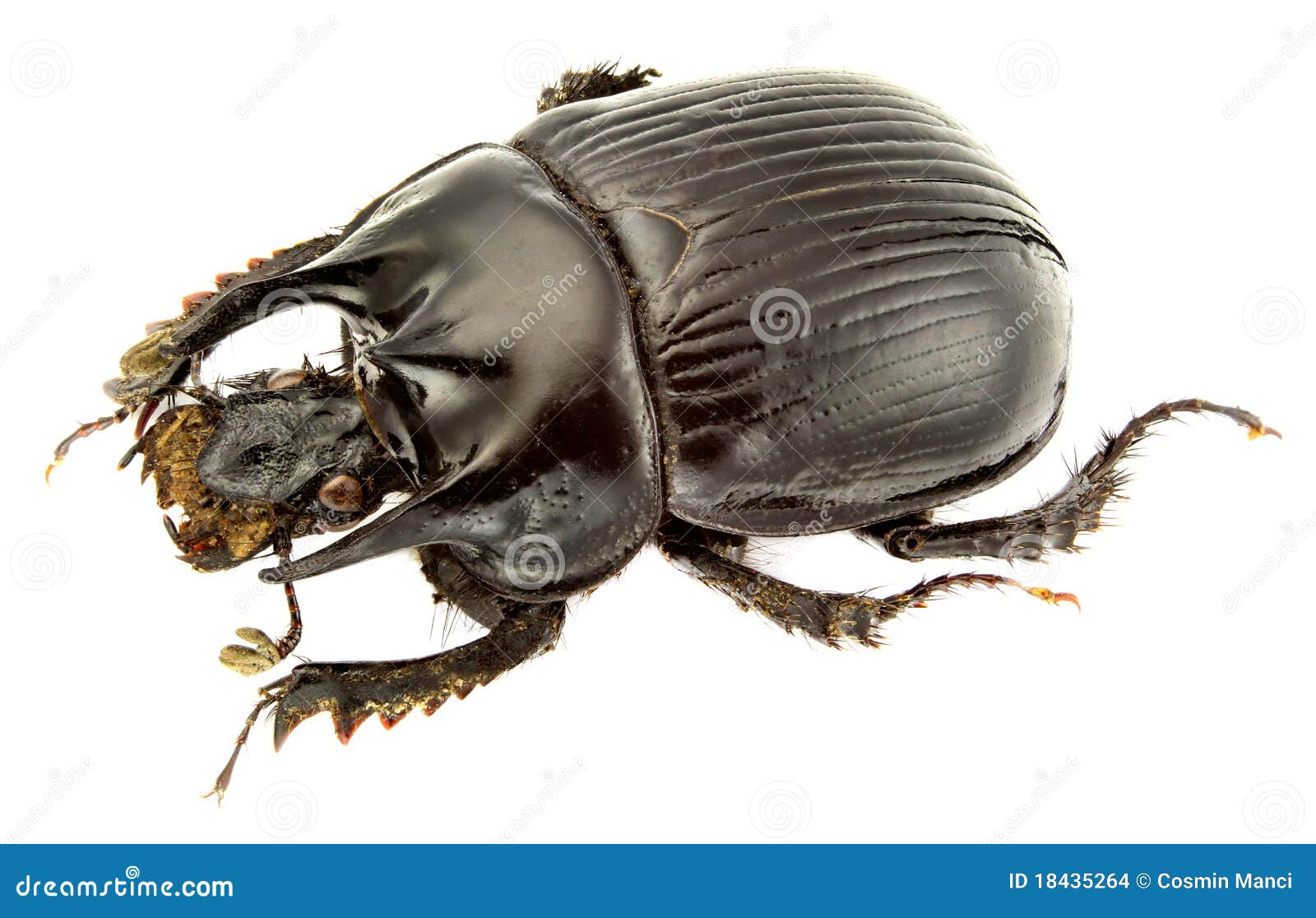 Typhoeus van Typhaeus stock foto. Image of kever, verticaal - 18435264