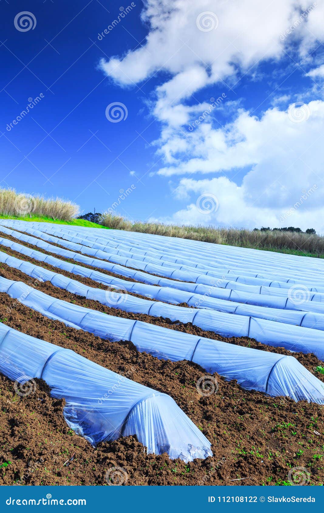 A Typical Agriculture Technology of Early Spring Cultivation of Stock ...