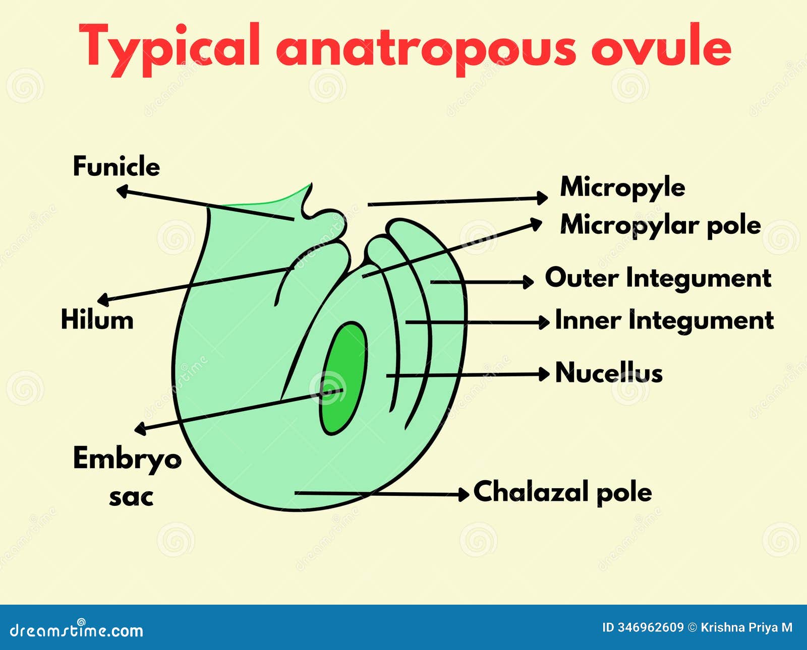 Typical Anatropous Ovule - 1 Stock Illustration - Illustration of ...